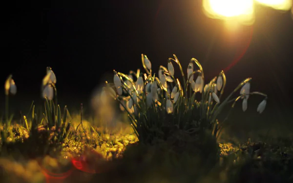 [20+] Snowdrop 4k Wallpapers