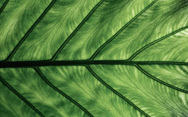 [700+] Leaf 4k Wallpapers