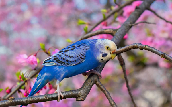 Download Animal Budgerigar HD Wallpaper