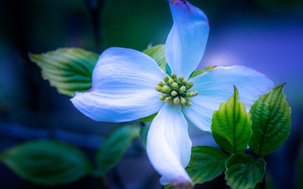 [10+] Dogwood Wallpapers