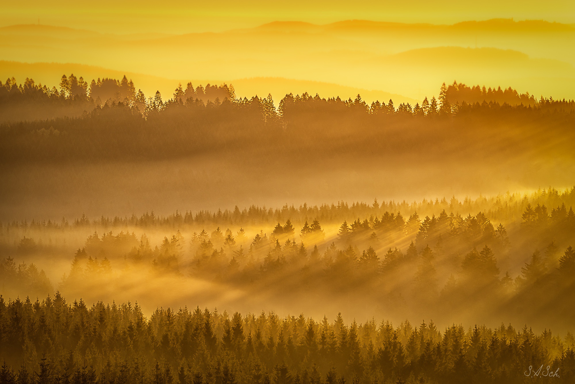 Download Nature Fog Forest Sunbeam HD Wallpaper