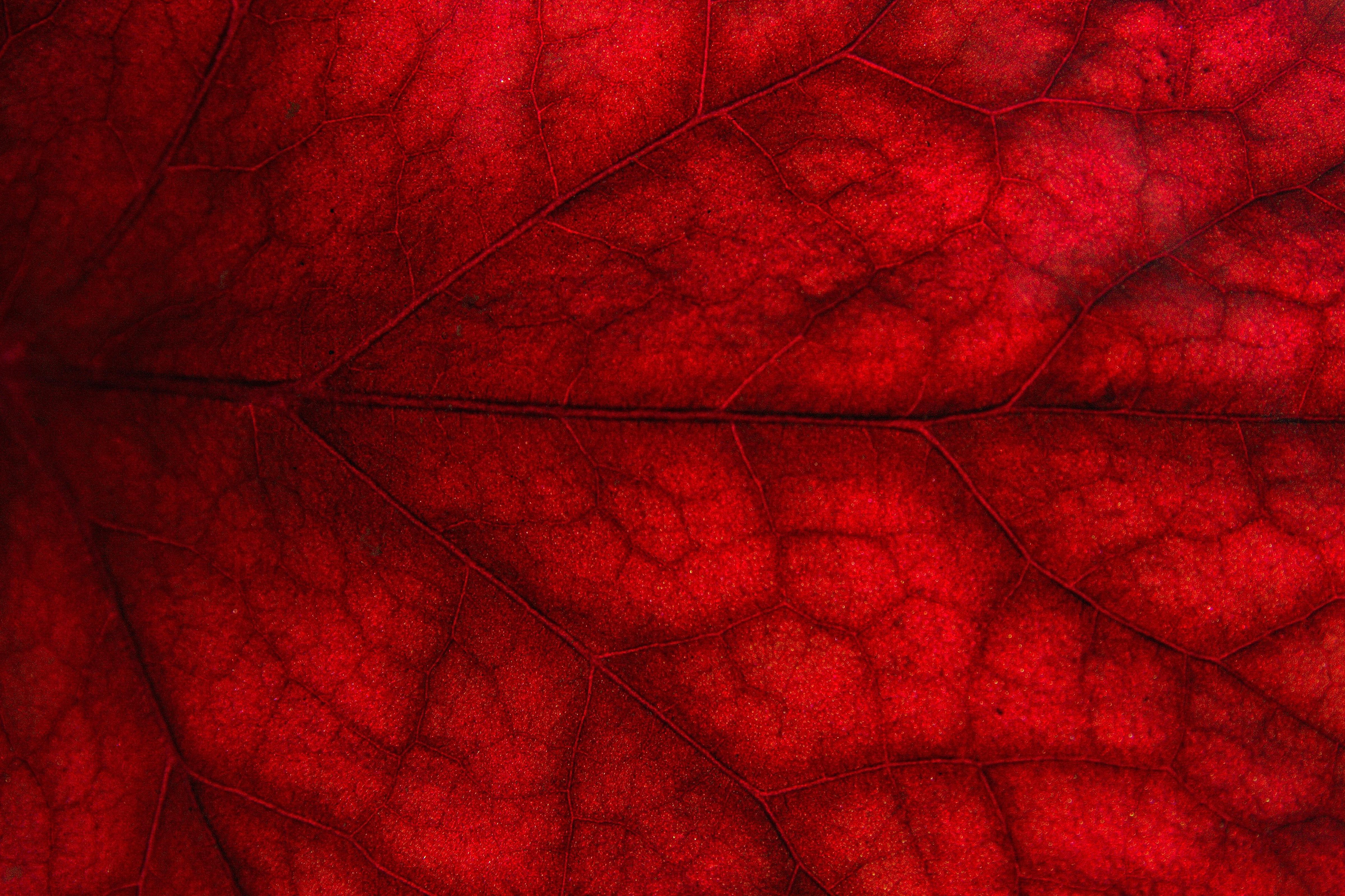Download Leaf Close-up Red Photography Macro 4k Ultra HD Wallpaper