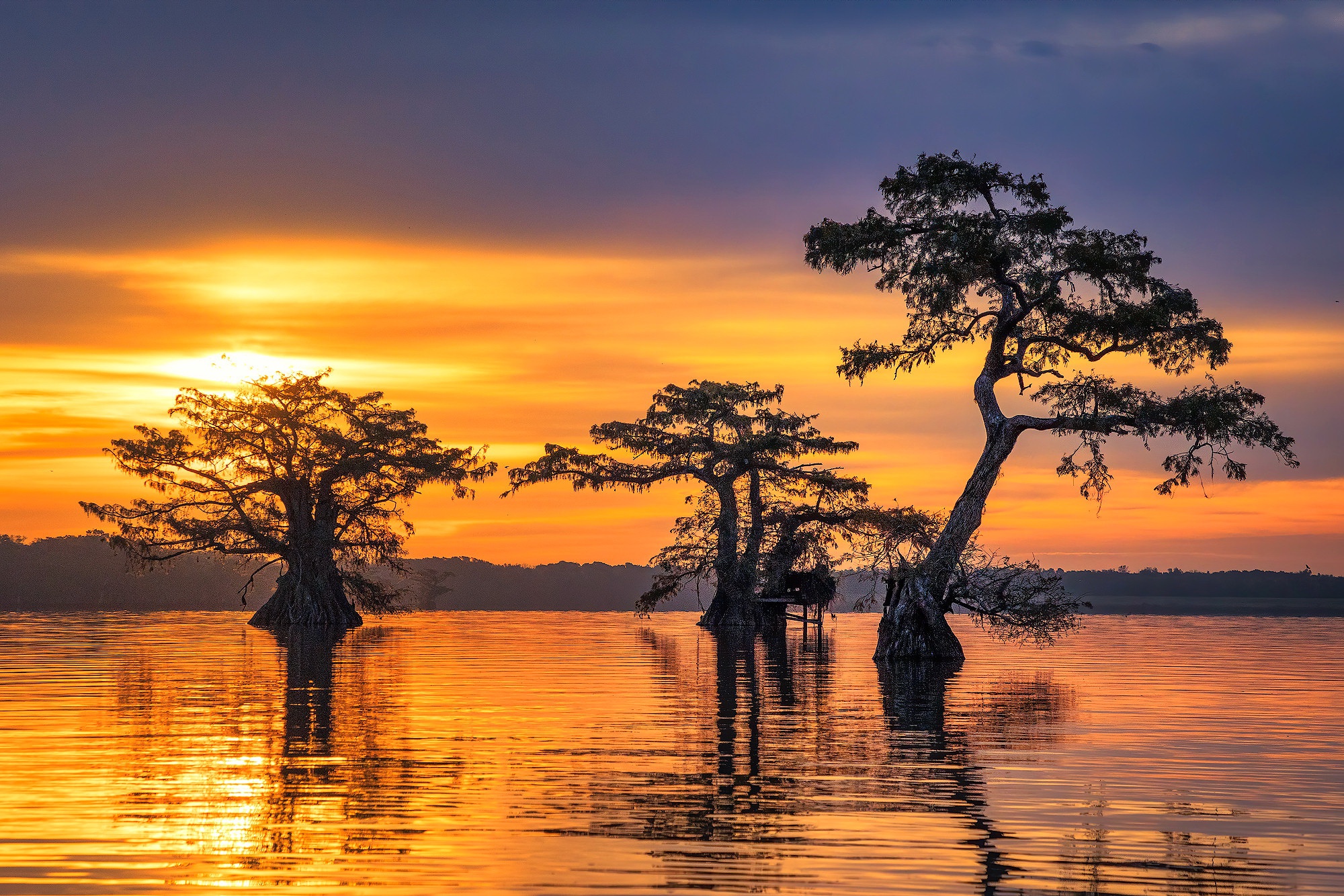 Sunset Cypress Tree Lonesome Cypress Tree | Alameda, California