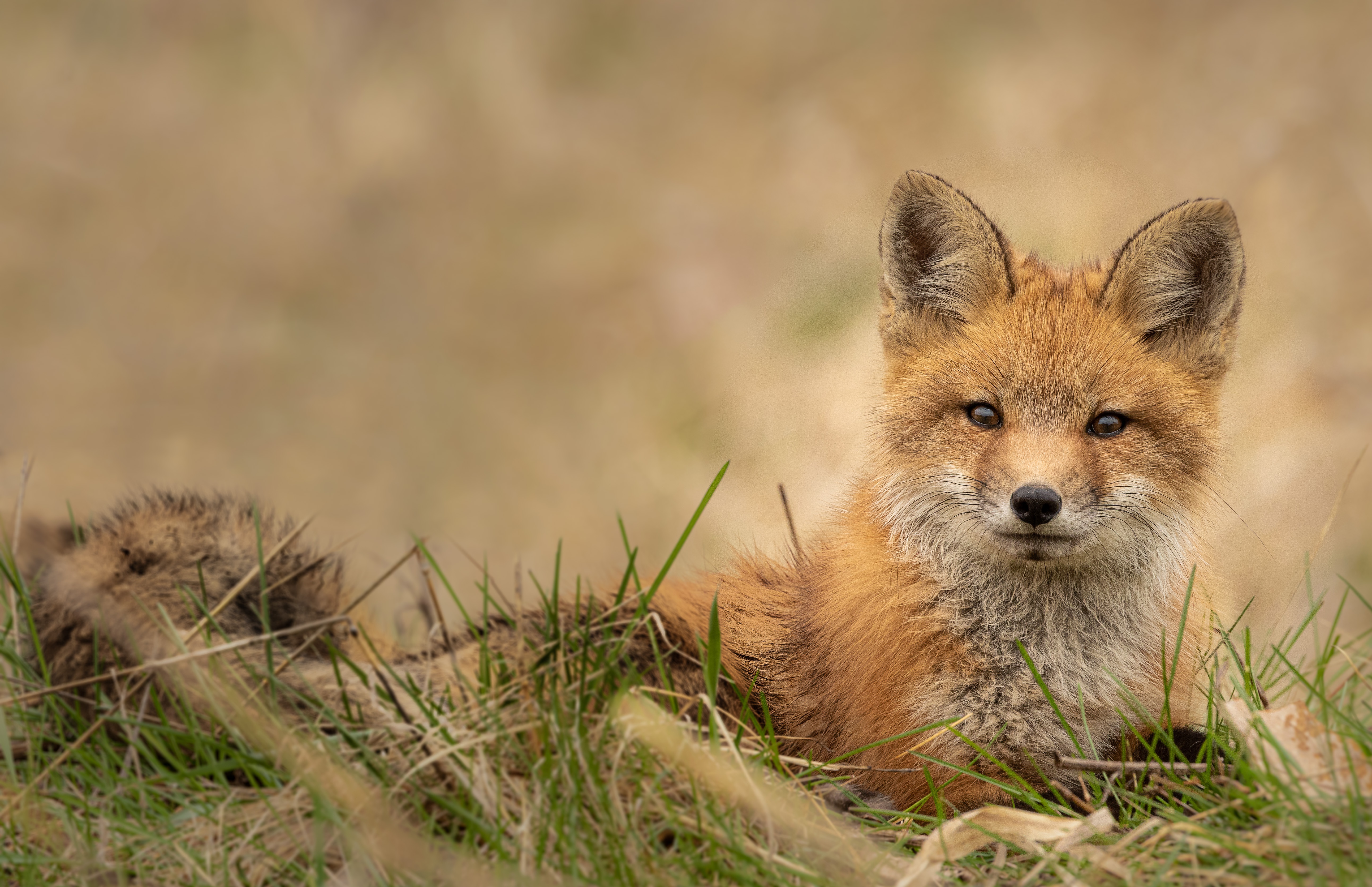 Download Animal Fox 4k Ultra HD Wallpaper