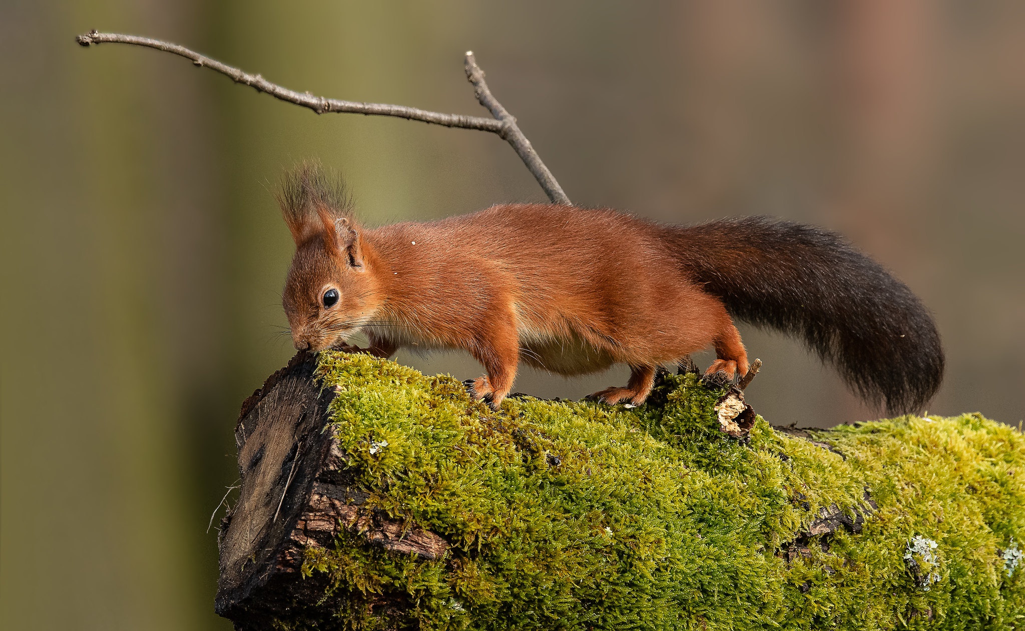 Download Rodent Animal Squirrel HD Wallpaper