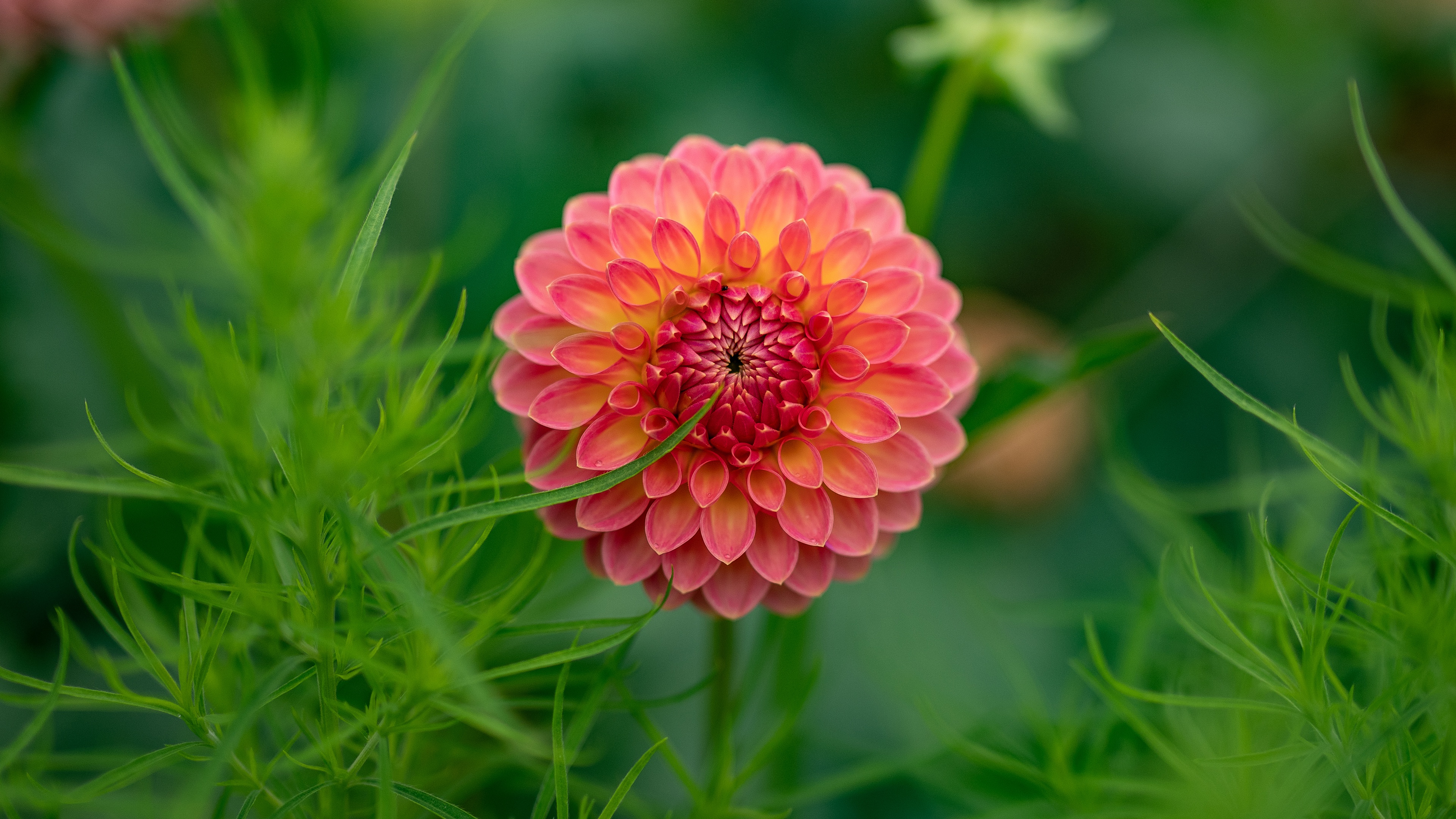 4K Ultra HD Dahlia Blossom: Nature’s Vibrant Masterpiece