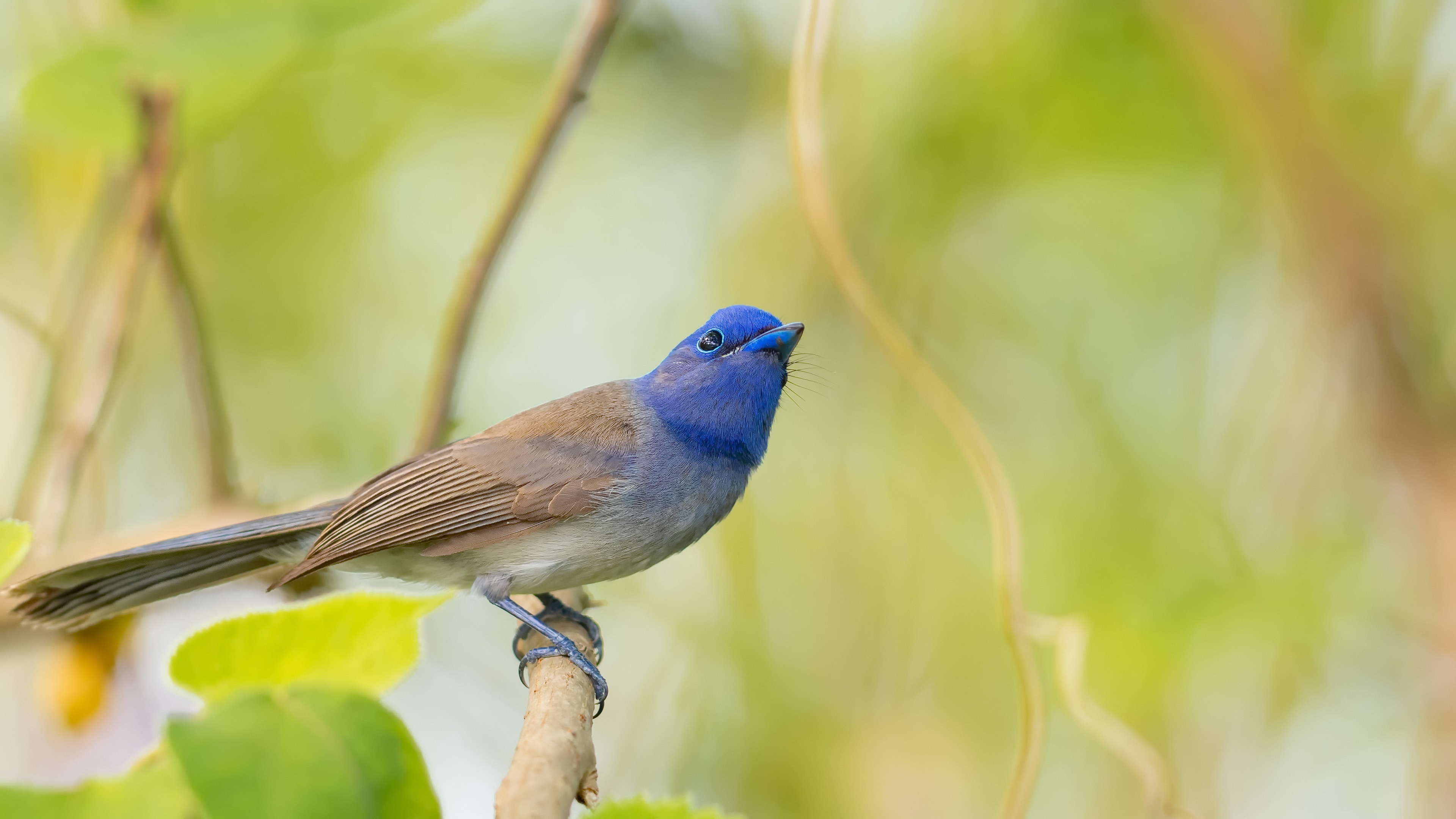 Blue Flycatcher