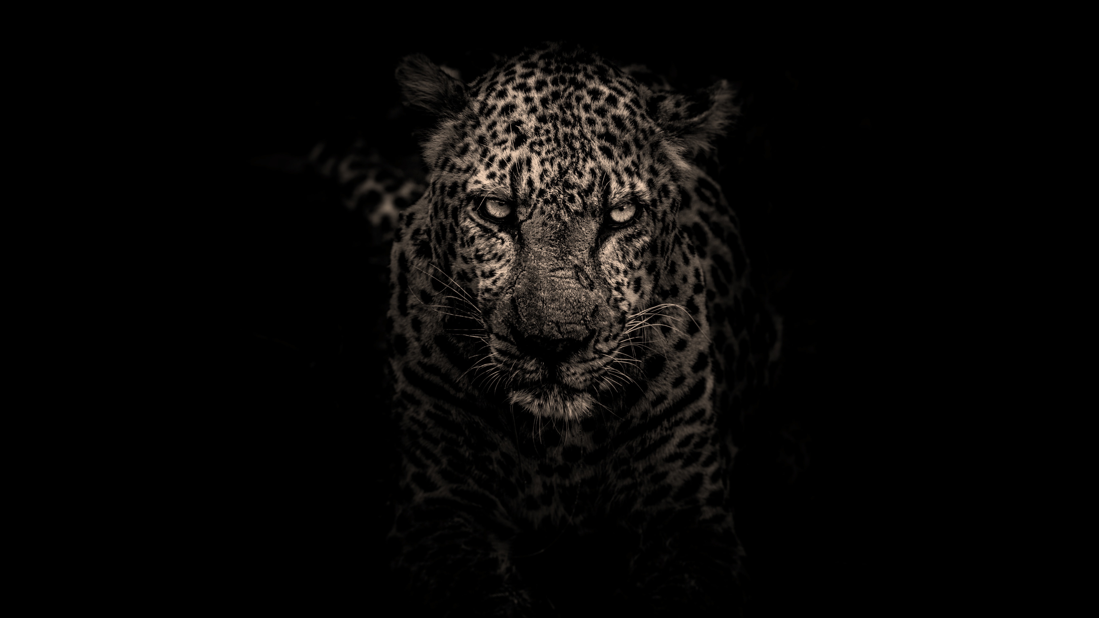 Download Animal Leopard 4k Ultra HD Wallpaper