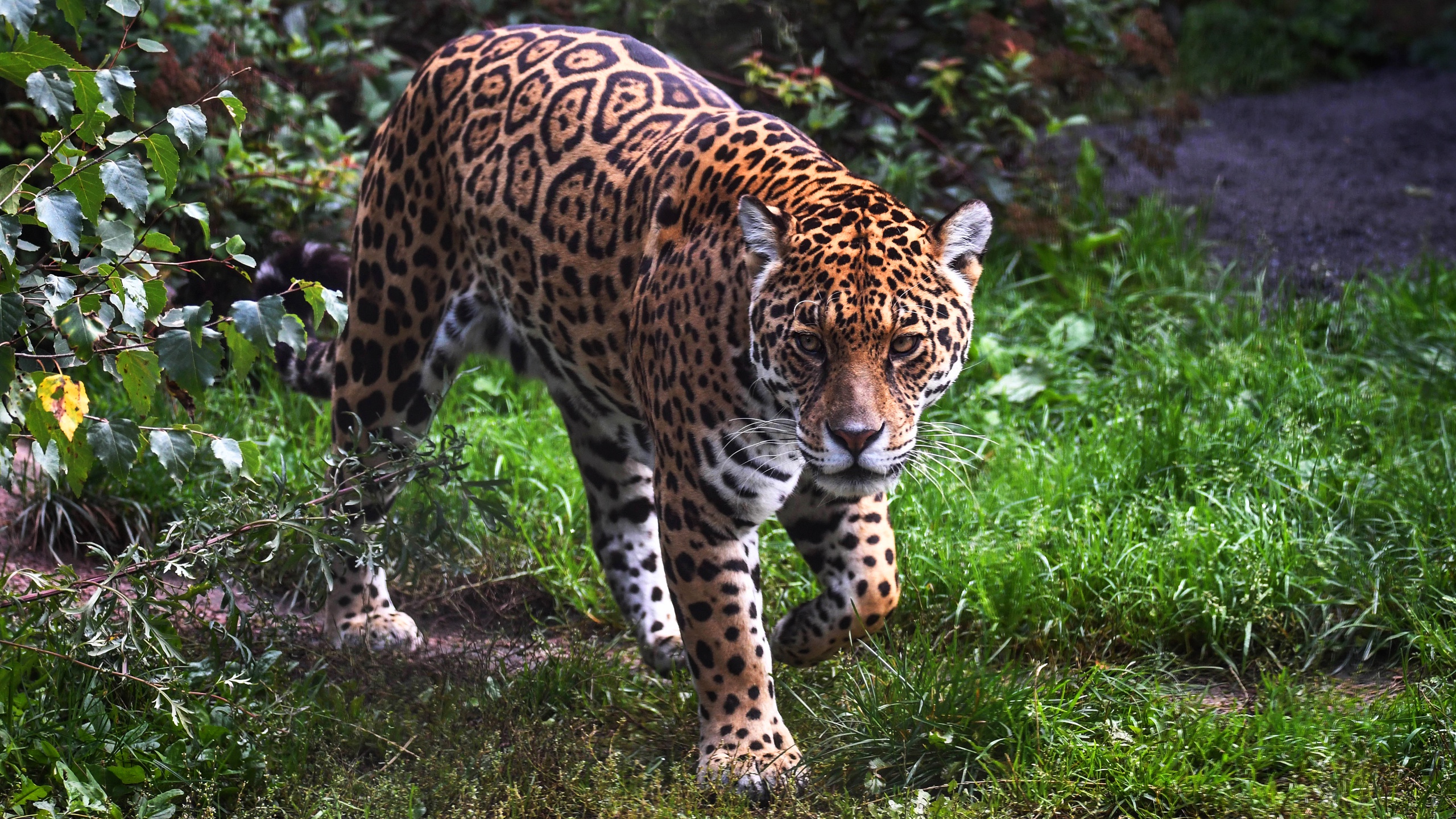 Jaguar Cat Wallpaper Submited