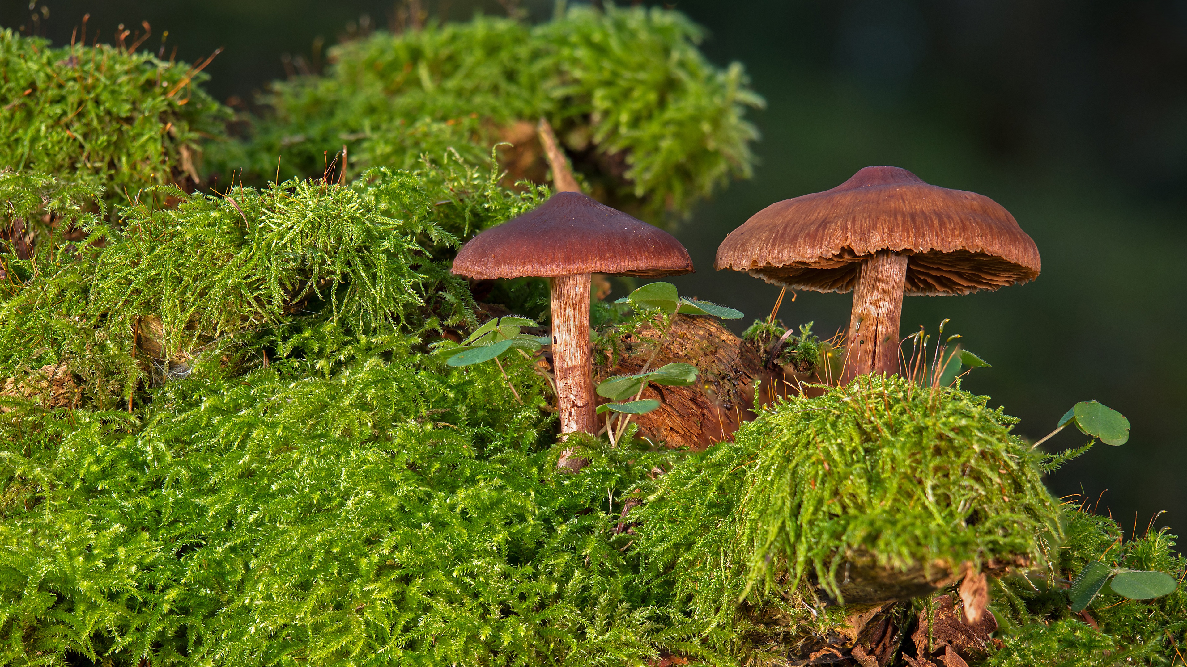 Download Nature Mushroom 4k Ultra HD Wallpaper