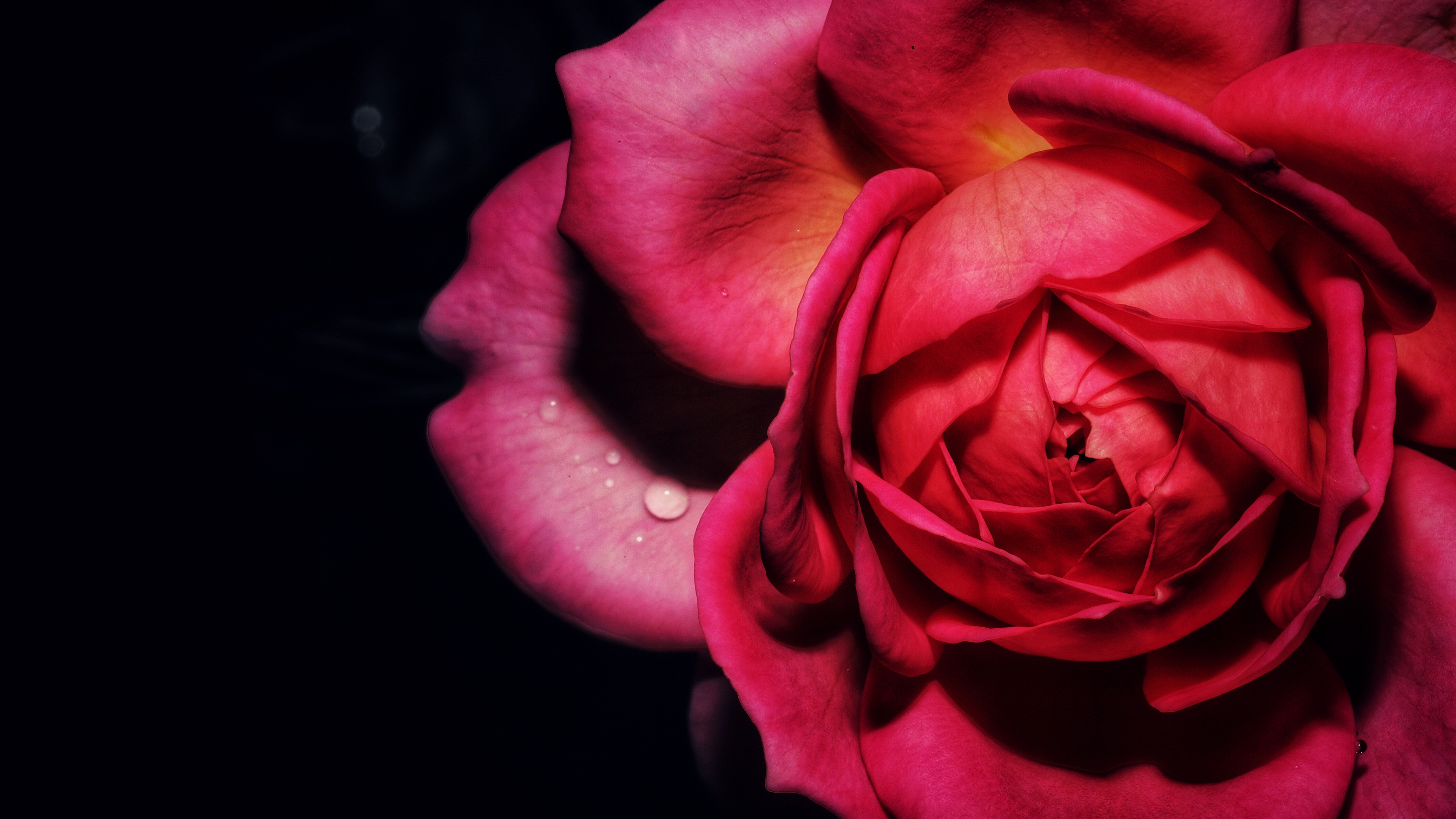 Download Nature Rose 4k Ultra HD Wallpaper