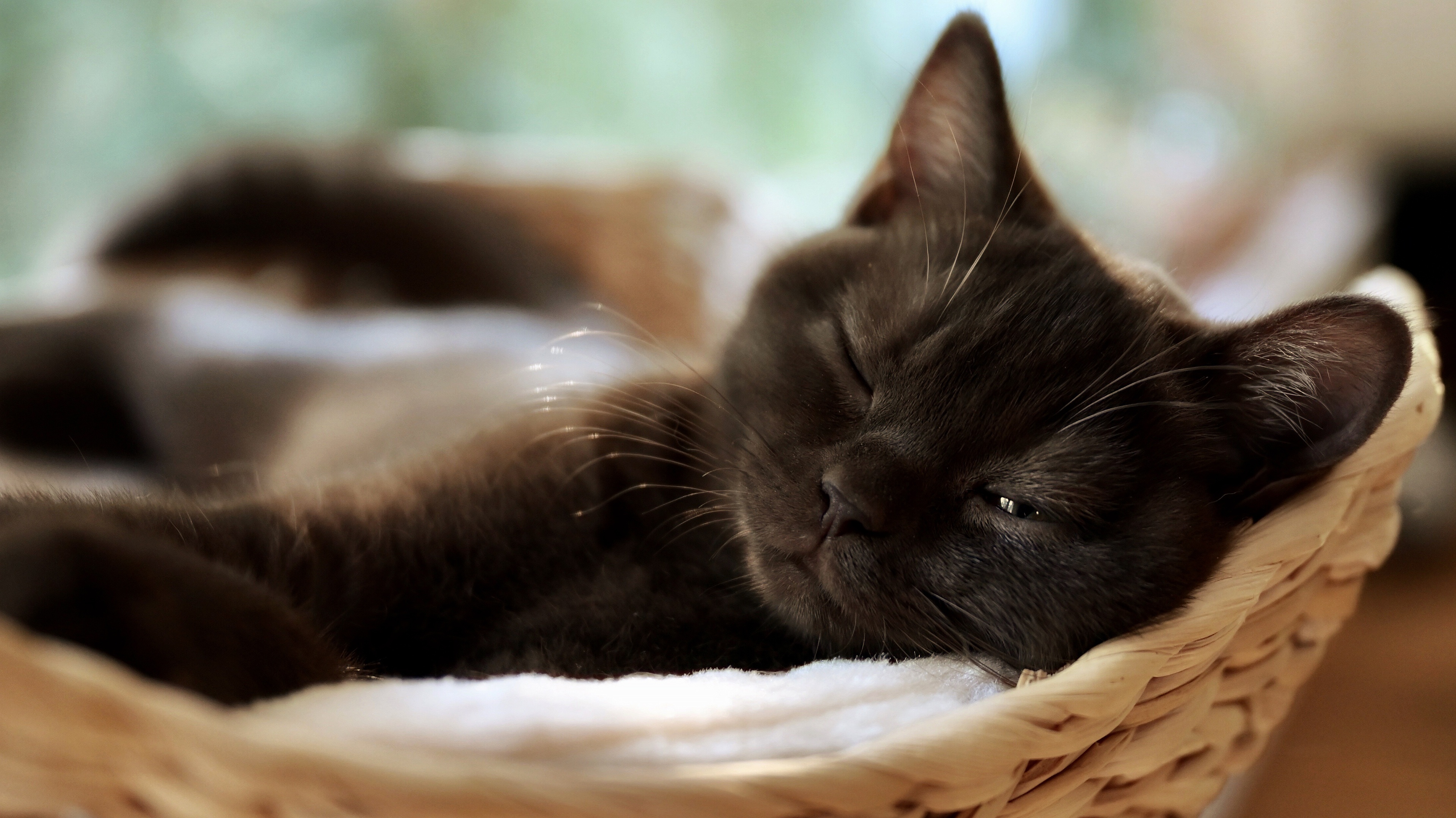 Gato 4k Ultra Papel de Parede HD | Plano de Fundo | 3840x2160