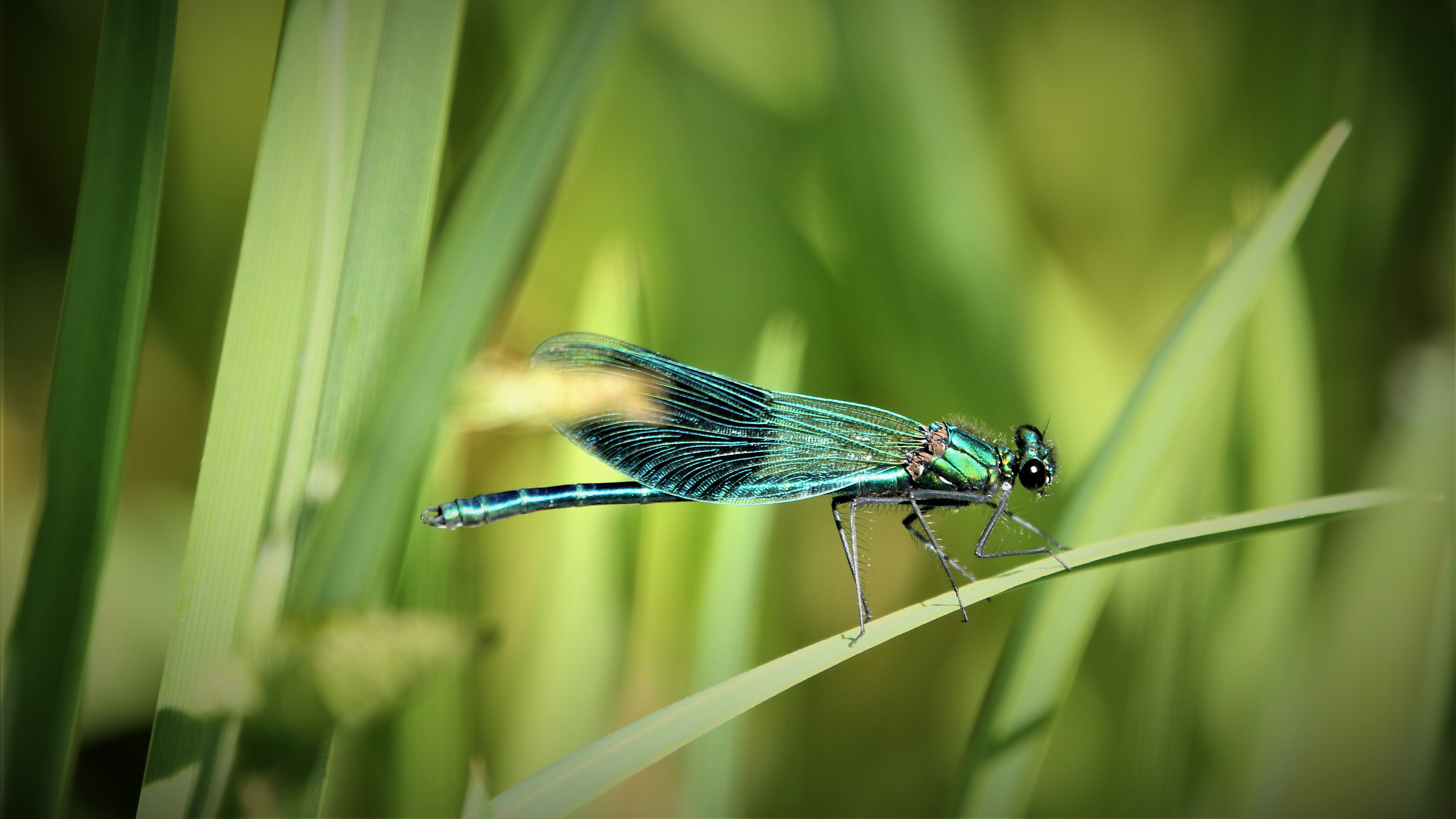 Dragonfly 4k Ultra HD Wallpaper