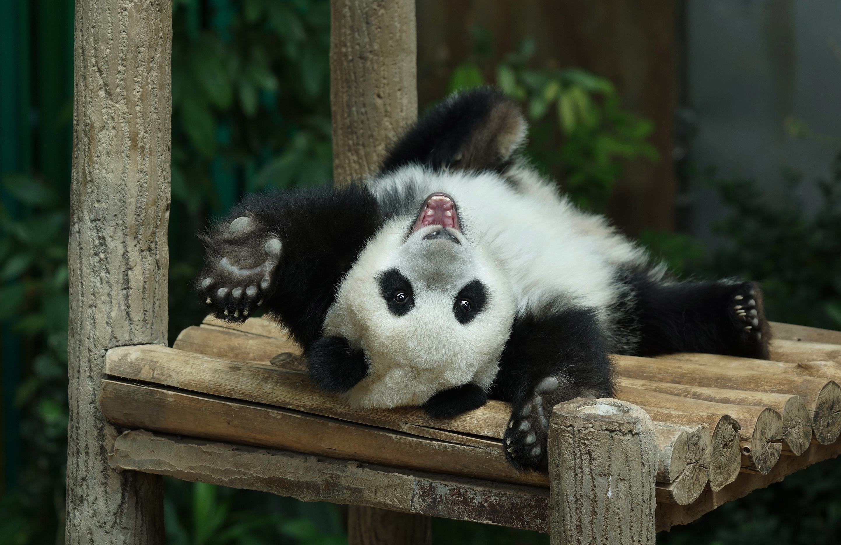 Download Animal Panda HD Wallpaper