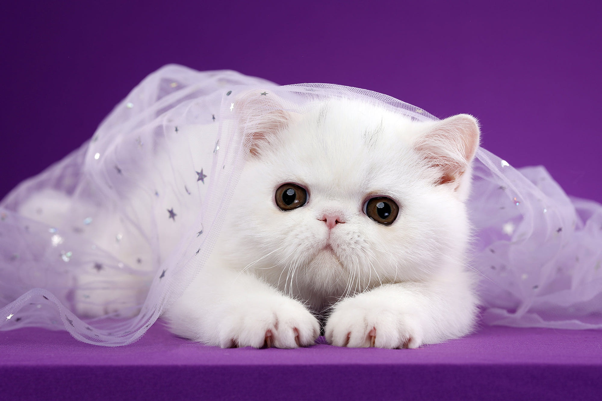 Cat Pet Ipad Wallpapers