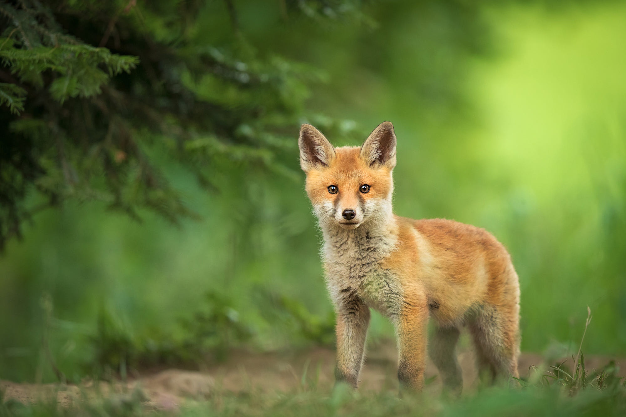 Download Animal Fox HD Wallpaper