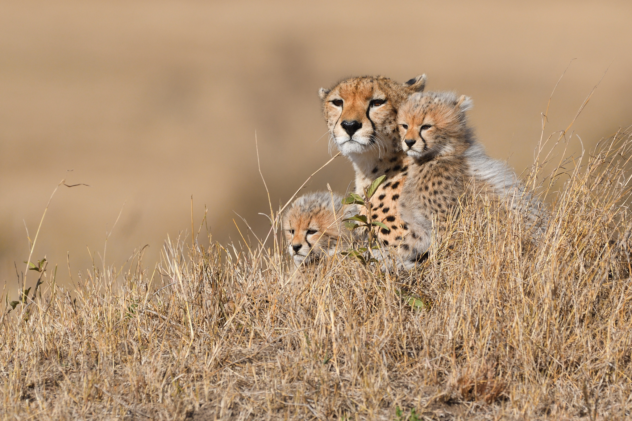 Download Animal Cheetah HD Wallpaper