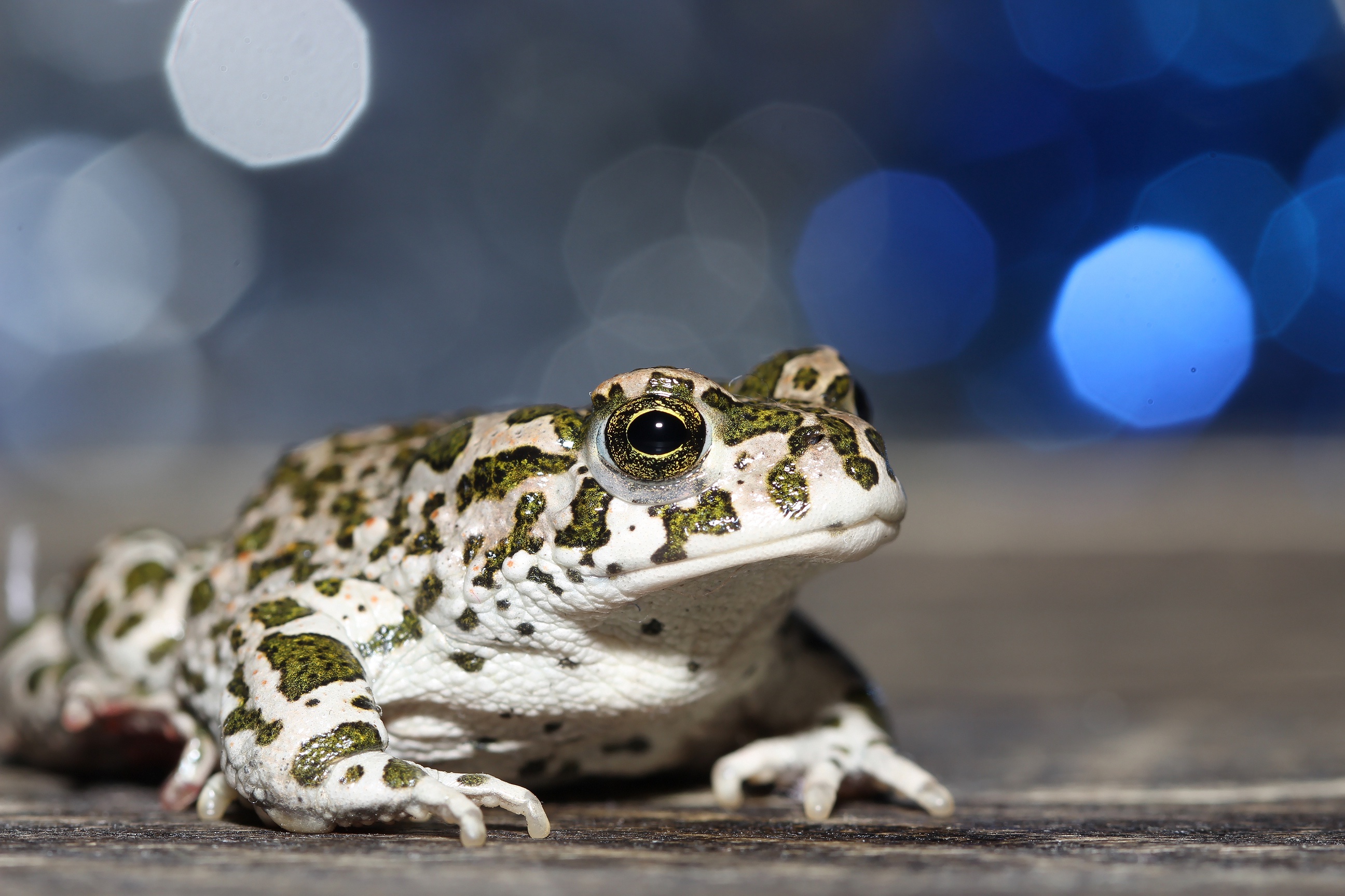 Download European Green Toad Bokeh Amphibian Animal Toad HD Wallpaper