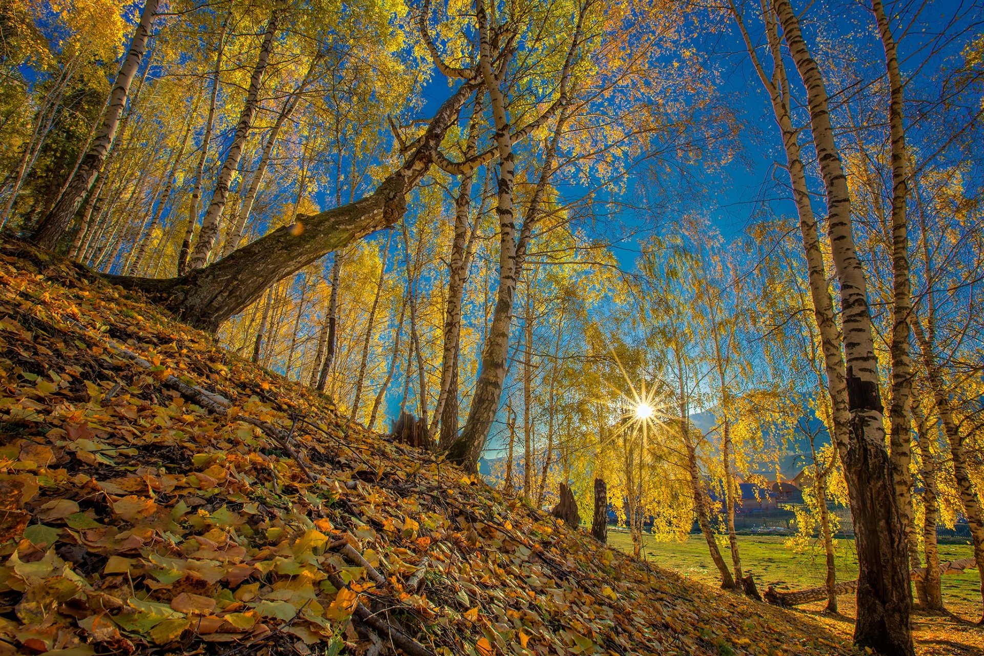 Download Leaf Tree Fall Nature Sunbeam HD Wallpaper | 2048x1365 ...