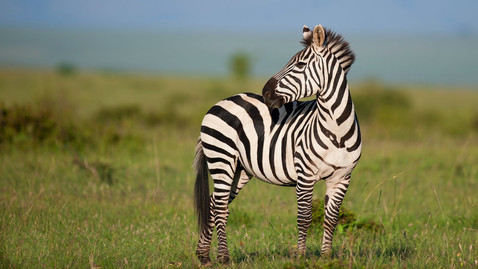 4K Ultra HD Stunning Zebra Portrait in Natural Habitat