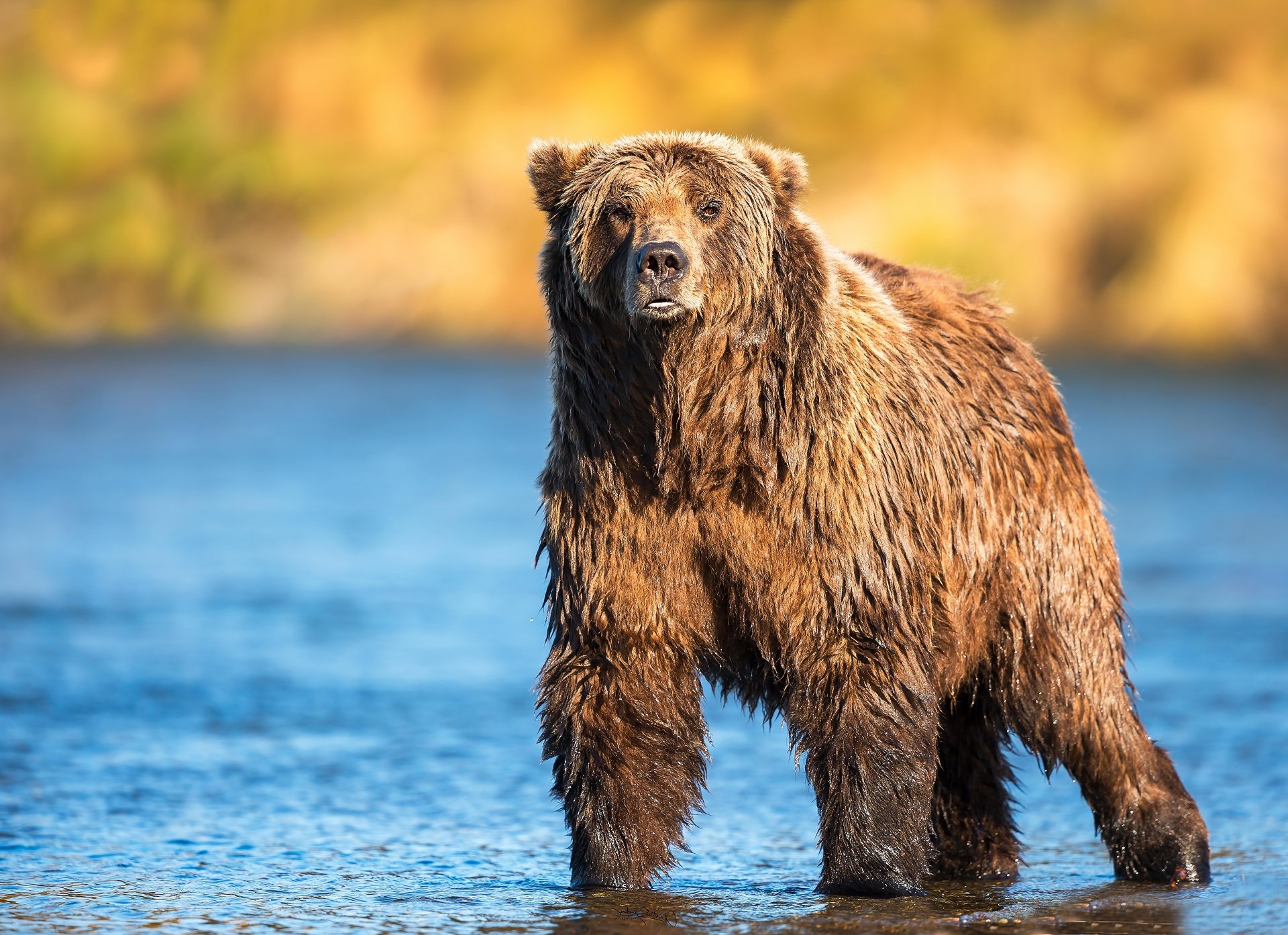 Download Animal Bear 4k Ultra HD Wallpaper