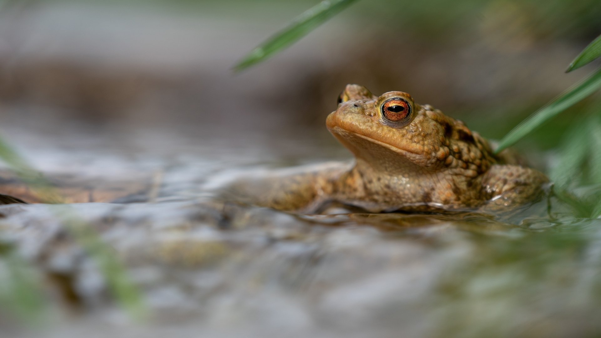 Download Amphibian Animal Toad 4k Ultra HD Wallpaper