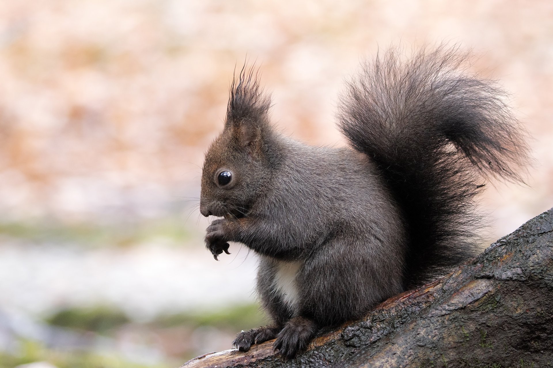 Download Rodent Animal Squirrel HD Wallpaper | 2400x1600 | Wallpaper Abyss