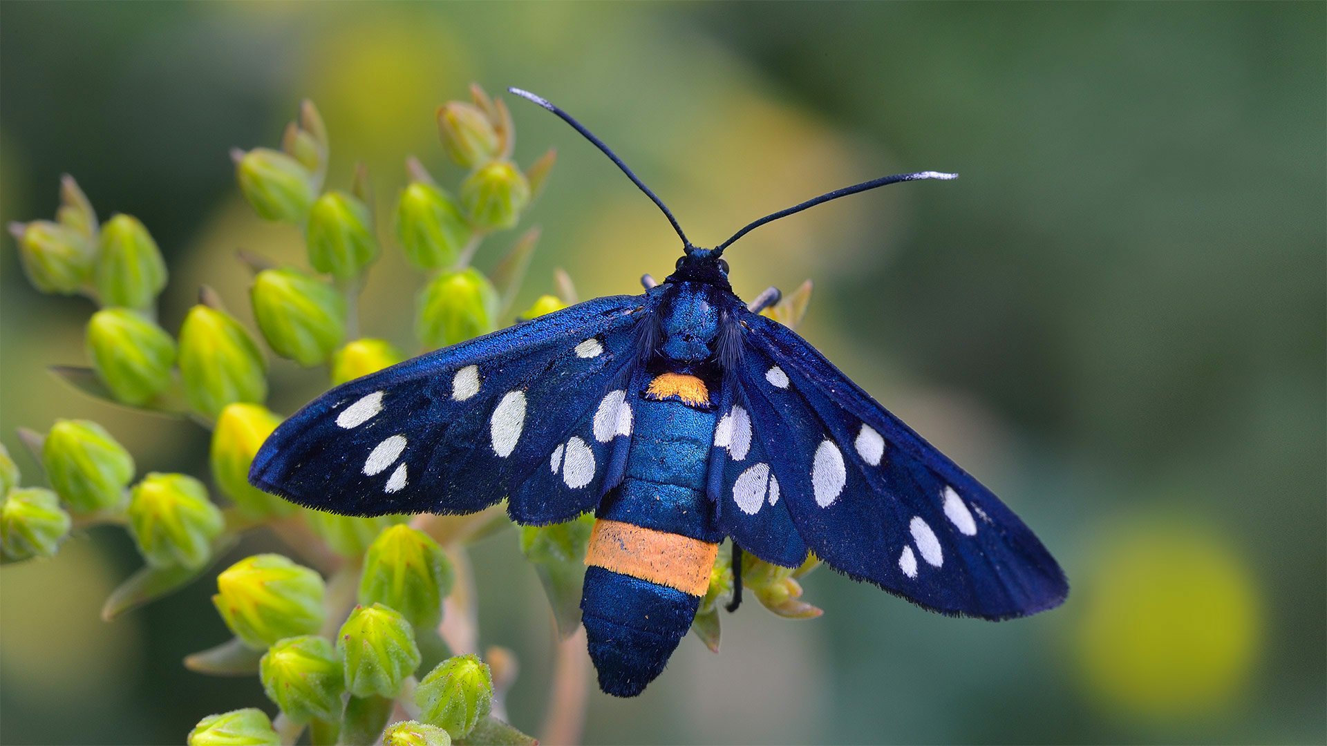 Nine-spotted moth