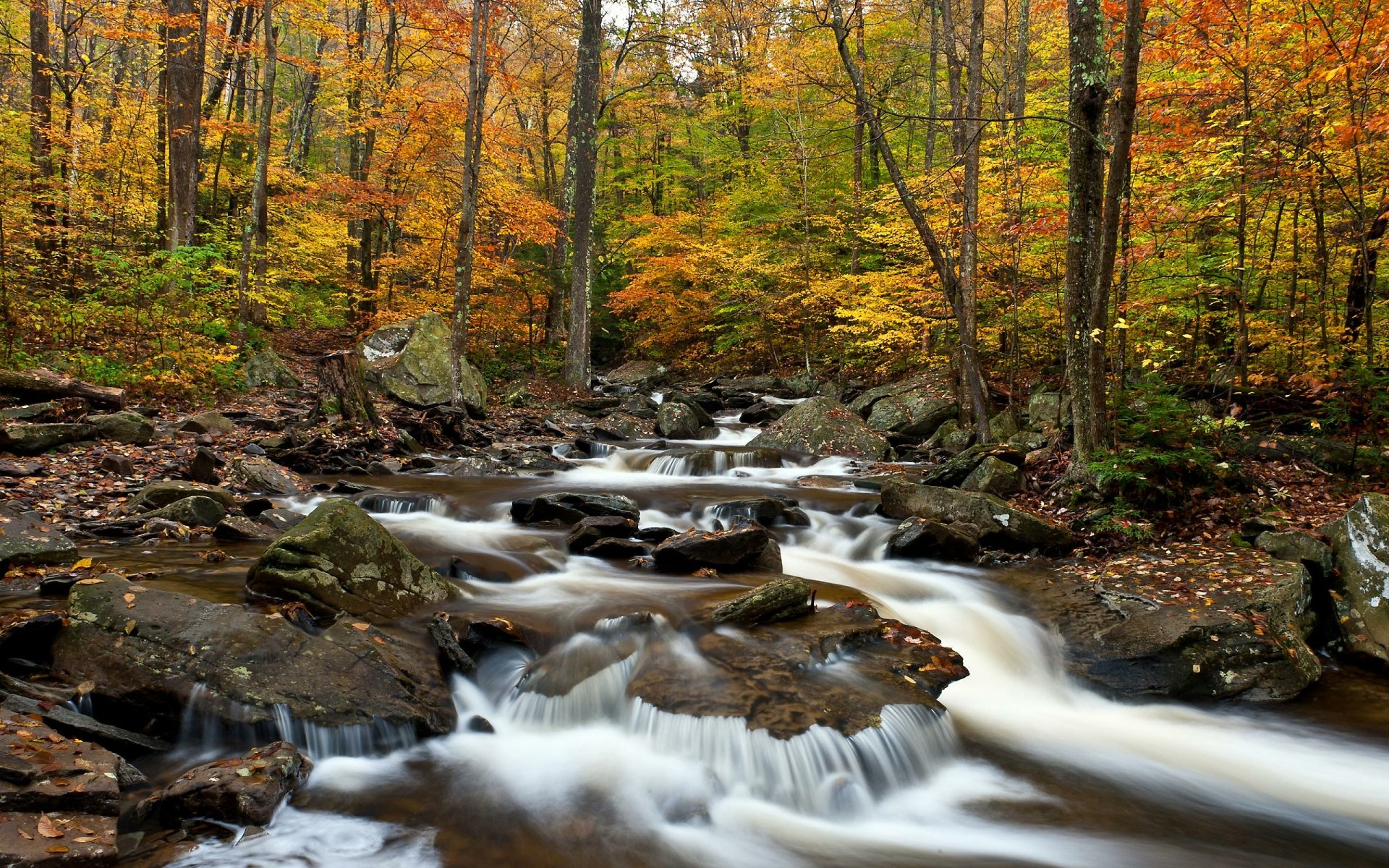 Autumn Stream Serenity: HD Forest Falls & Stone Nature Wallpaper ...