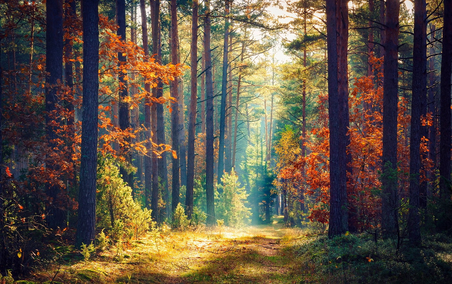 Autumn Path Through a Sunlit Forest - HD Nature Wallpaper | 1920x1206 ...