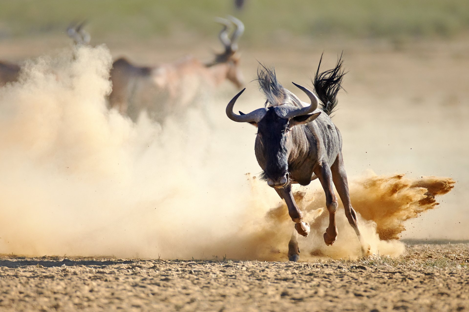 Download Animal Wildebeest HD Wallpaper