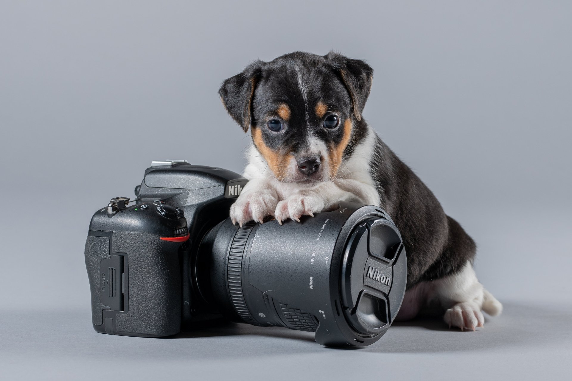 Puppy and Nikon: Stunning 4K Ultra HD Baby Animal Camera Portrait