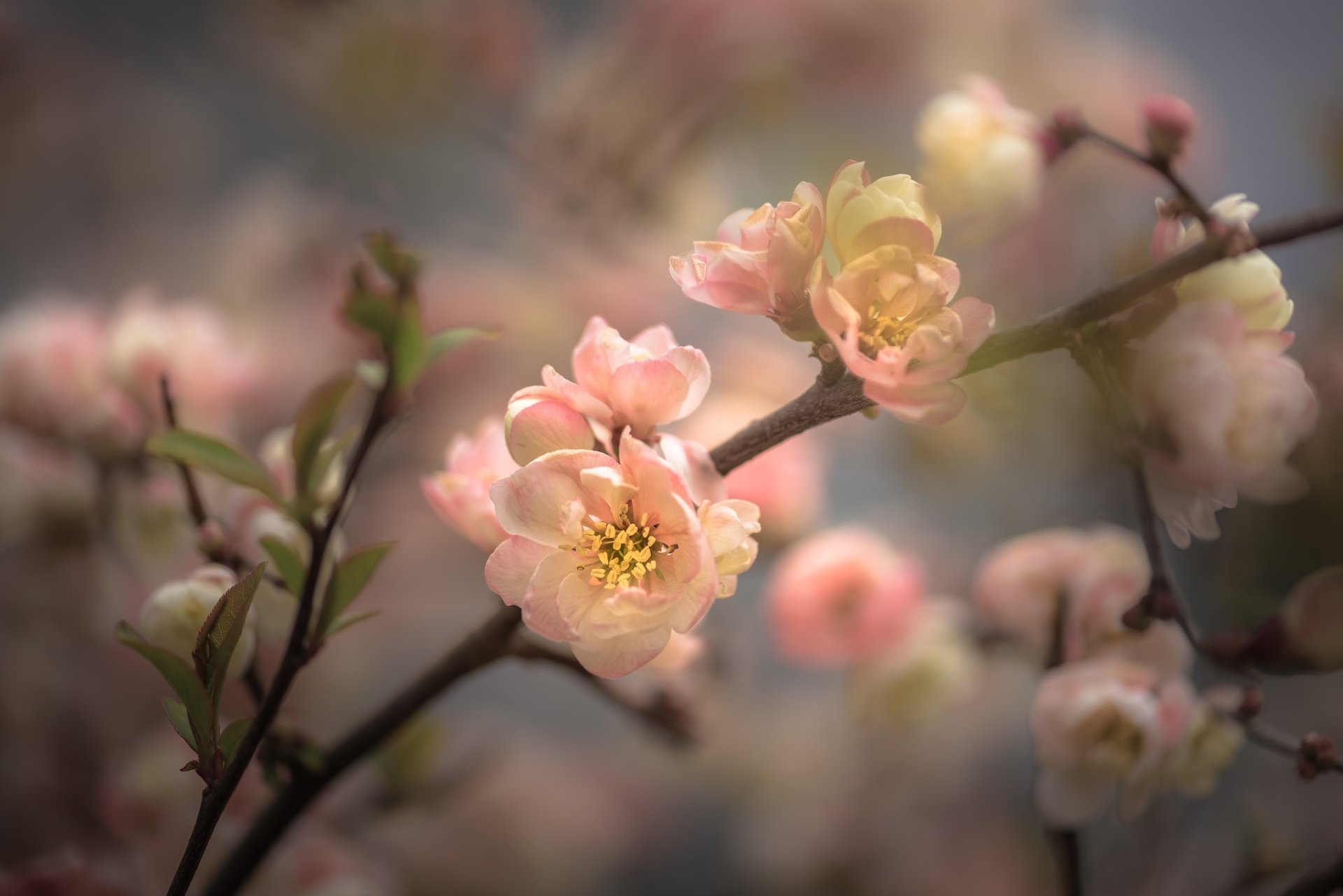Download Flower Spring Branch Nature Blossom HD Wallpaper