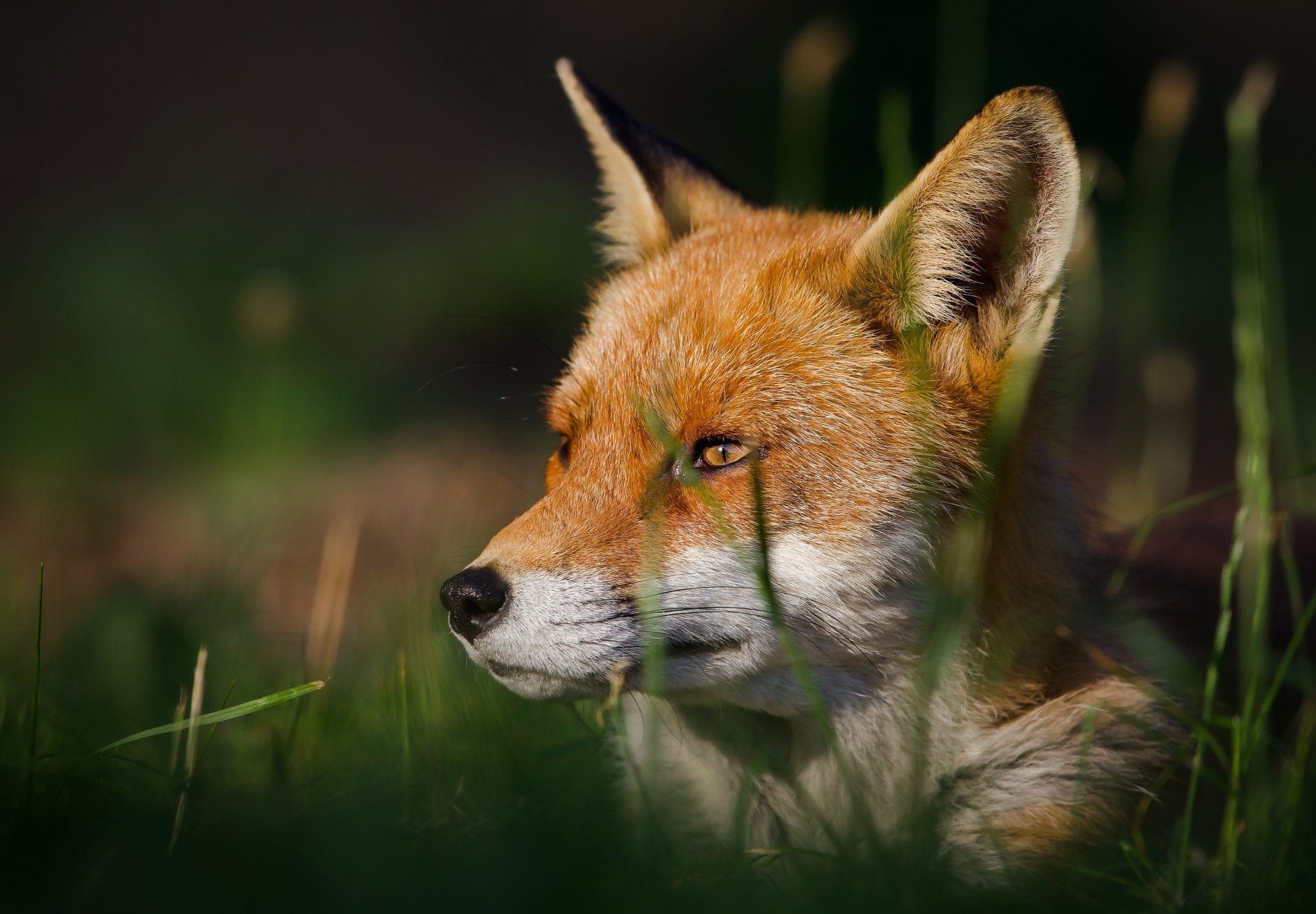 Majestic Fox in 4K Ultra HD – Nature’s Sharp GazeWallpaper | 4520x3138 ...
