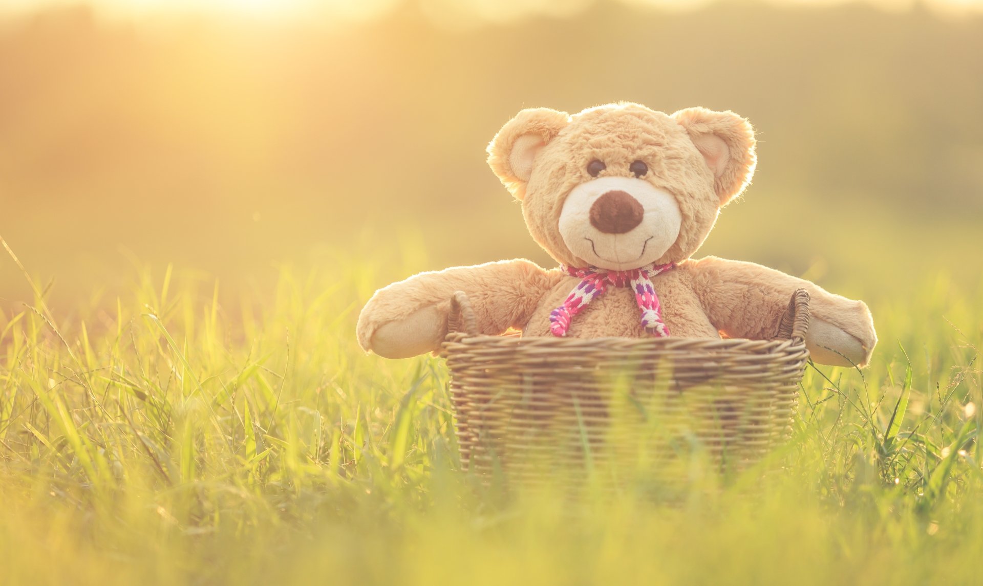 Download Basket Teddy Bear Man Made Stuffed Animal 4k Ultra HD Wallpaper
