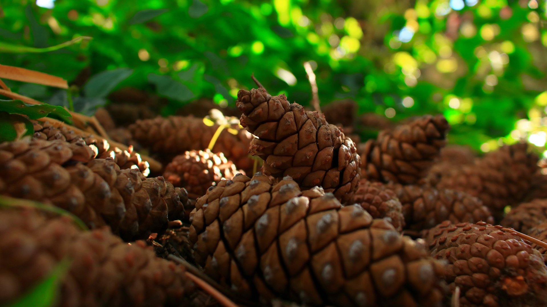 Download Nature Macro Pine Cone 4k Ultra HD Wallpaper