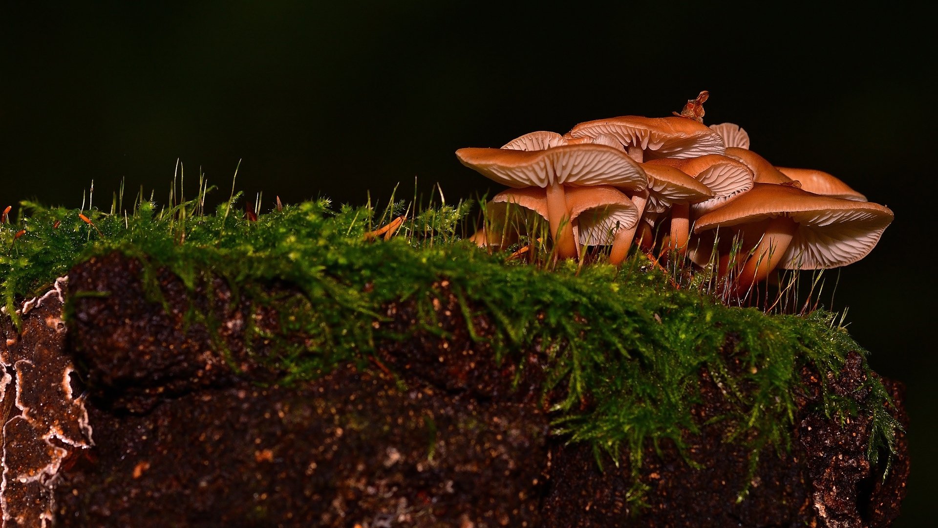 Download Nature Mushroom 4k Ultra HD Wallpaper | 3840x2160 | Wallpaper ...