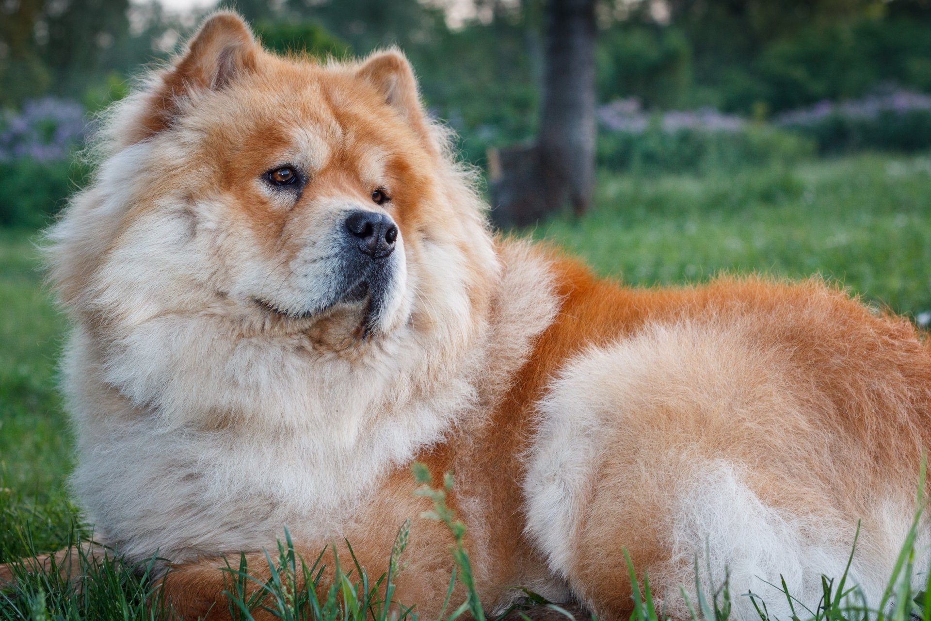 Download Dog Animal Chow Chow 4k Ultra HD Wallpaper