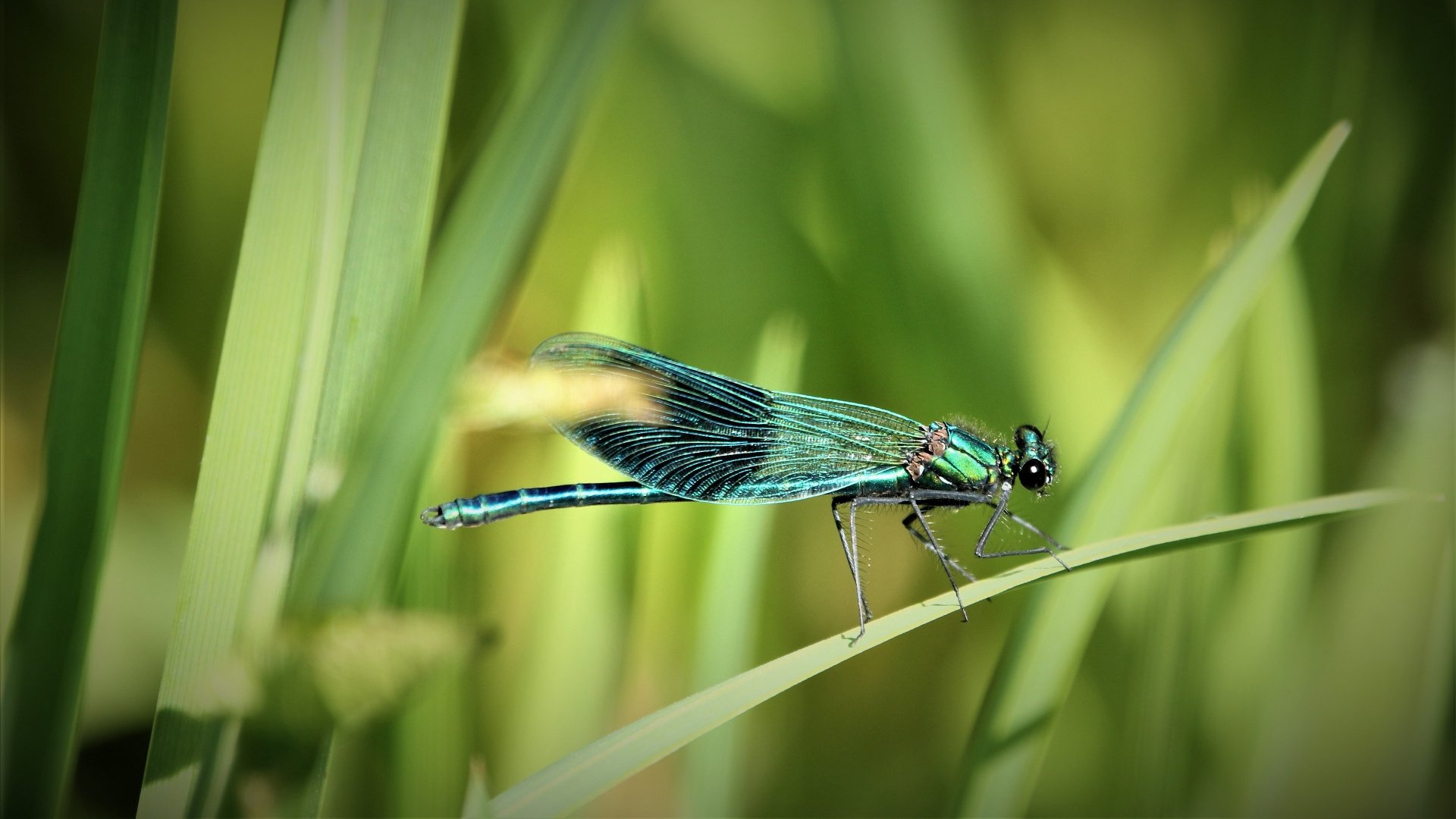 Dragonfly 4k Ultra HD Wallpaper