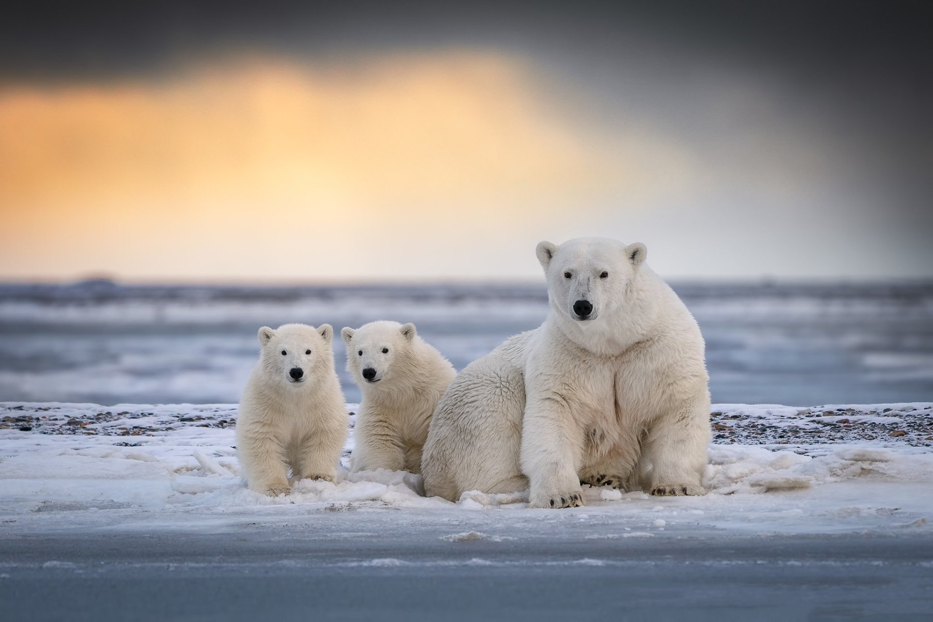 Arctic Charm: HD Polar Bear Cubs in Natural Splendor