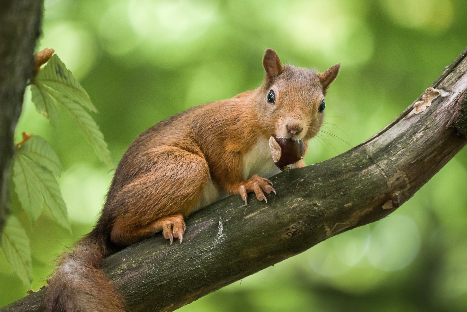 Download Chestnut Animal Squirrel 4k Ultra HD Wallpaper