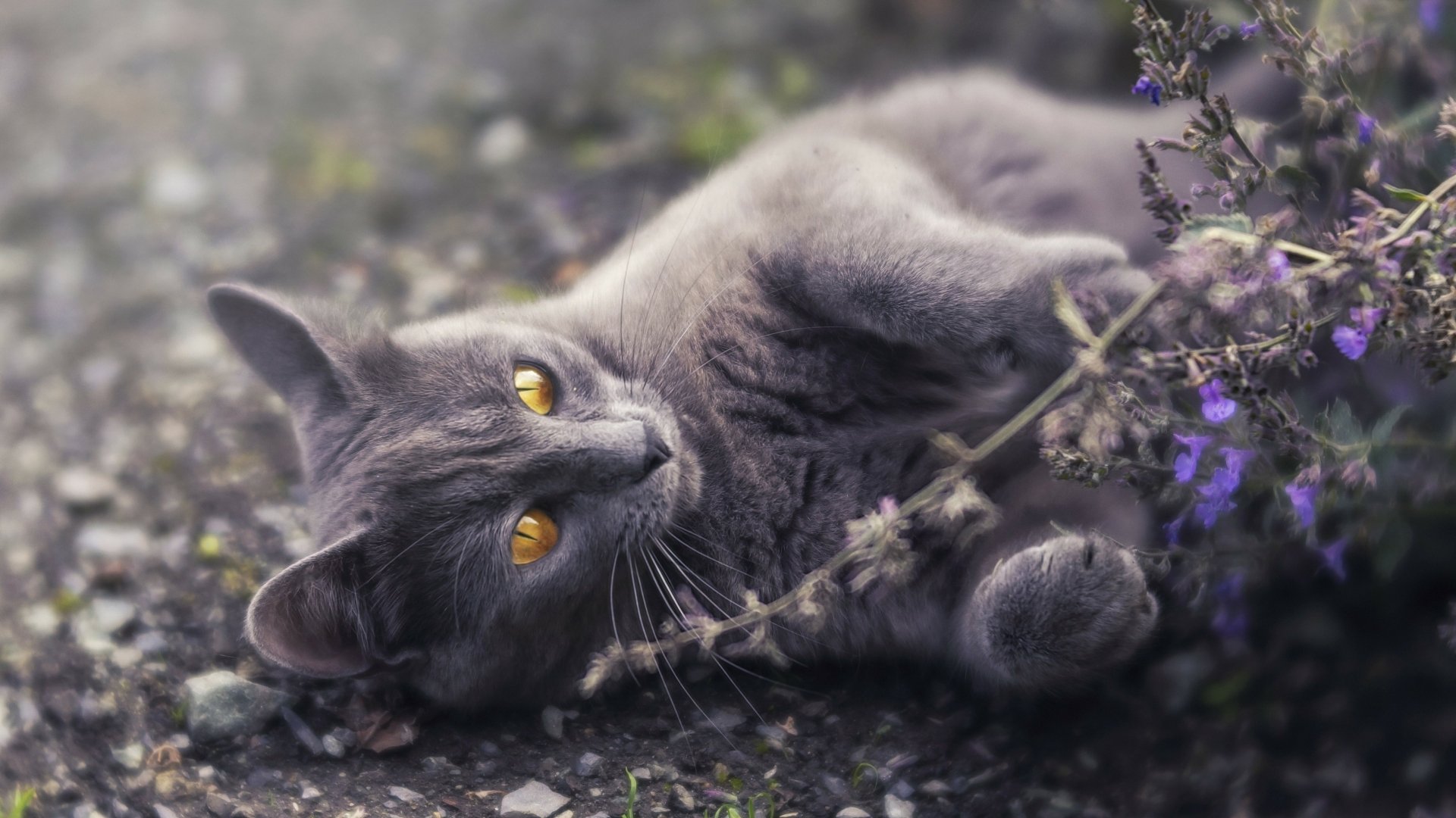Download Animal Cat 4k Ultra HD Wallpaper | 5120x2880 | Wallpaper Abyss