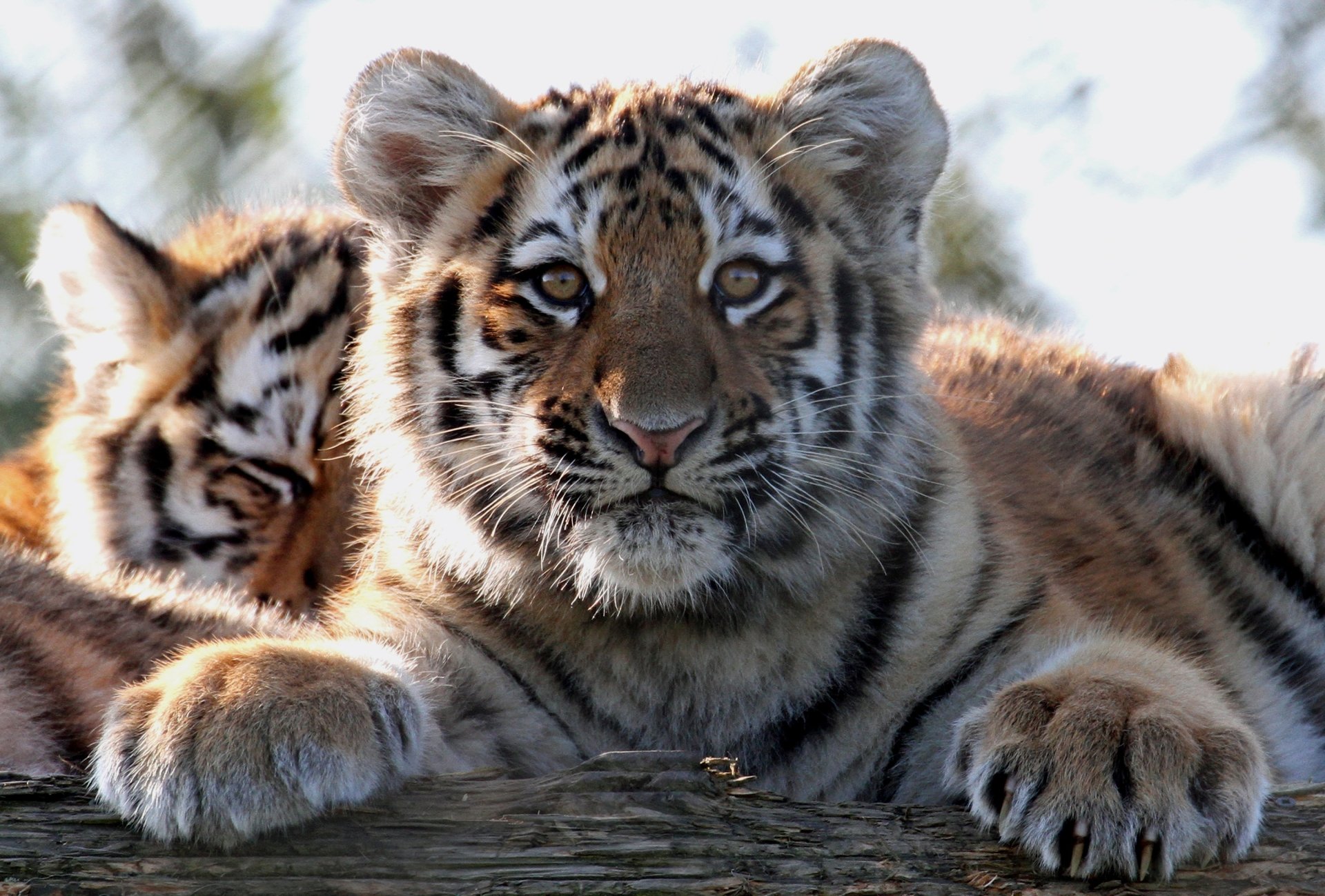 Download Baby Animal Cub Animal Tiger HD Wallpaper | 3000x2029 ...