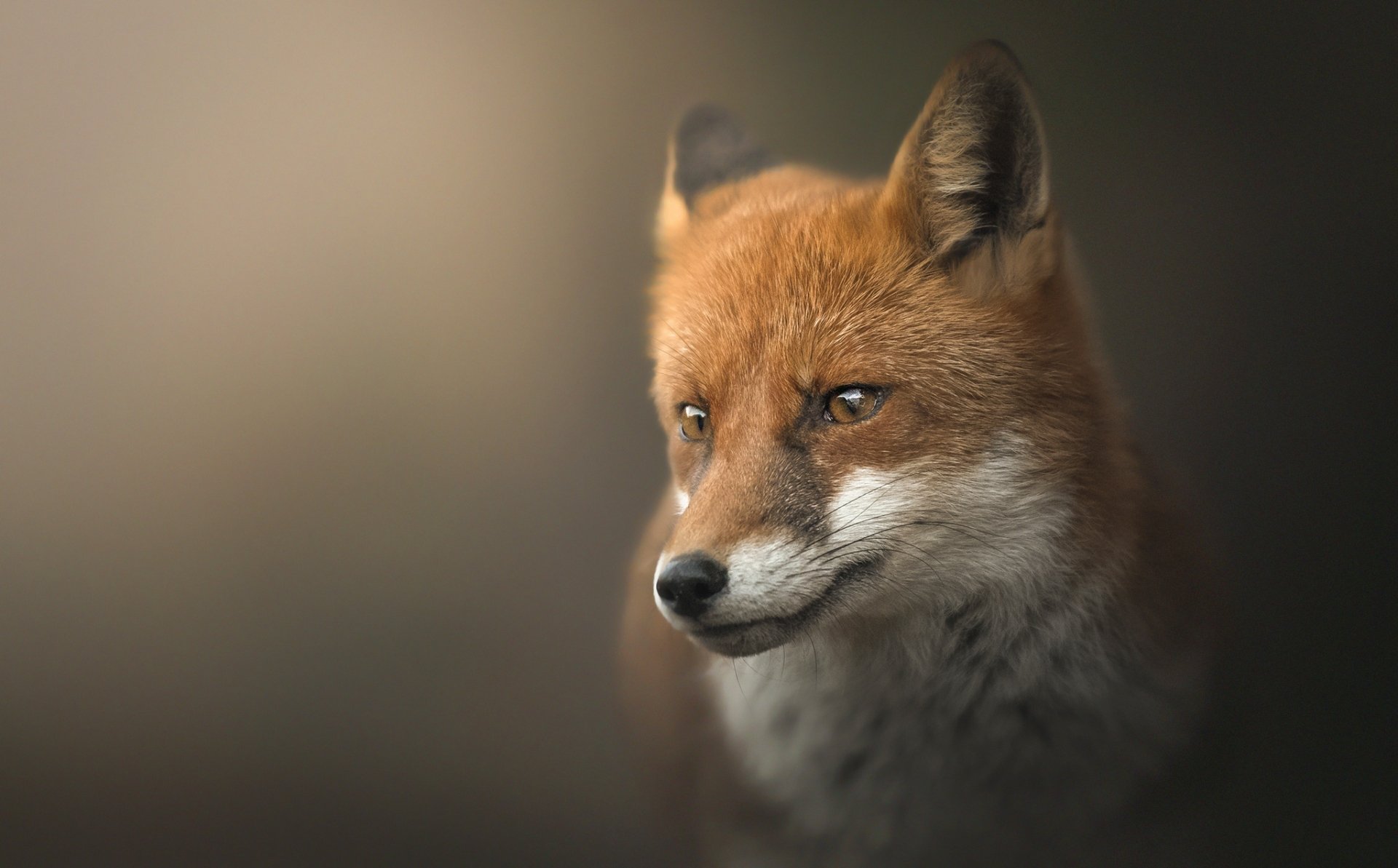 Silent Red Fox — HD Animal Wallpaper