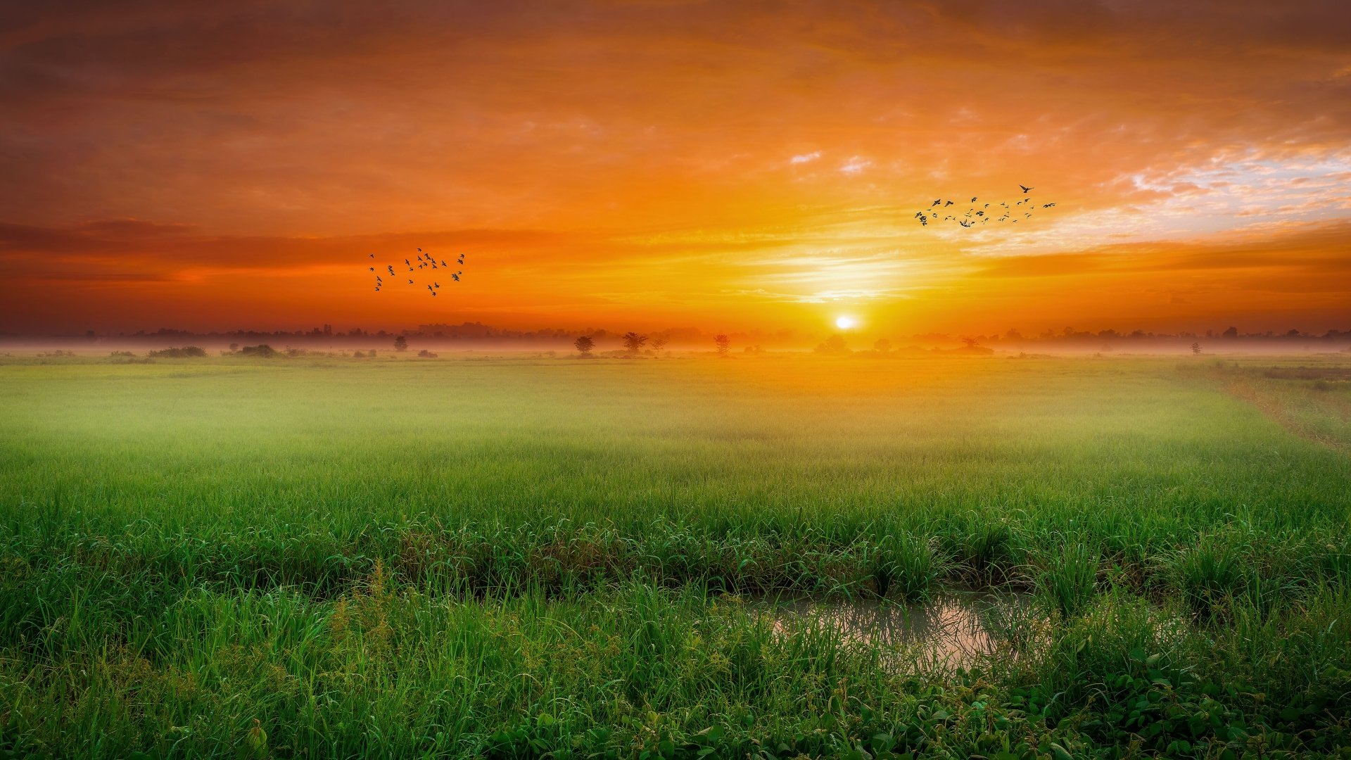 Download Swamp Dawn Bird Cloud Sun Grass Summer Field Nature Landscape ...