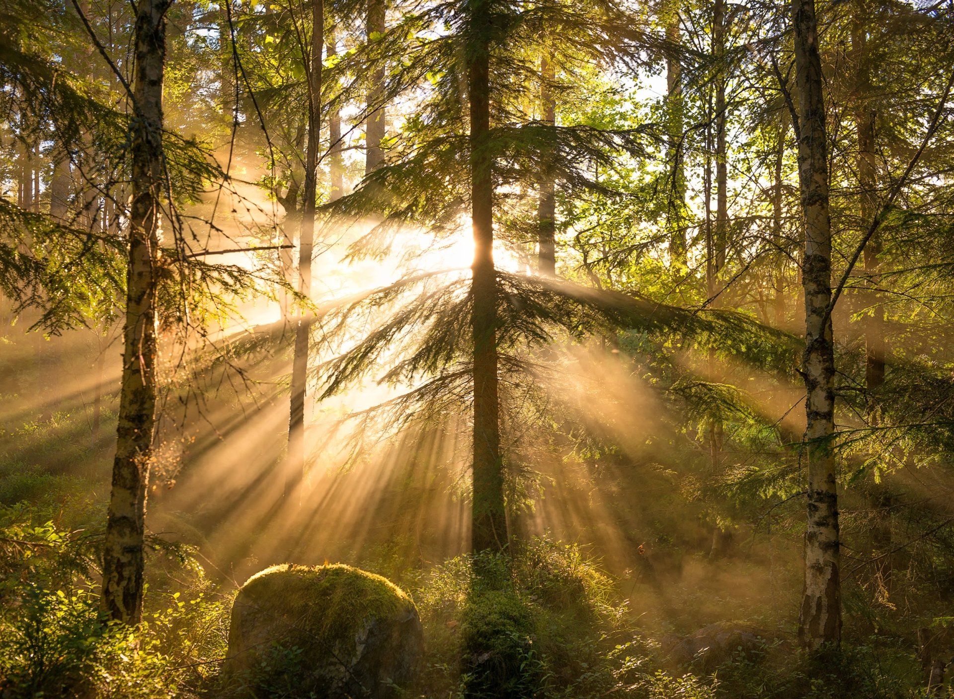 Download Tree Forest Nature Sunbeam HD Wallpaper by Christian Lindsten