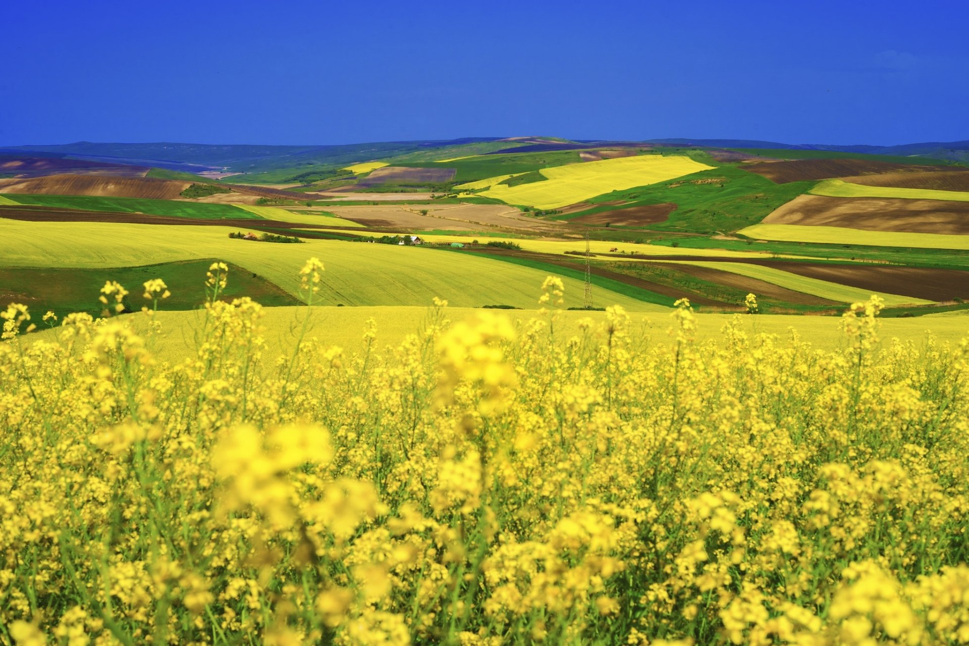Download Yellow Flower Landscape Summer Field Nature Rapeseed HD Wallpaper