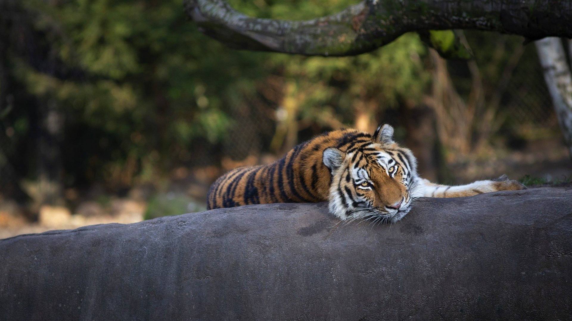 Download Animal Tiger HD Wallpaper | 2700x1518 | Wallpaper Abyss