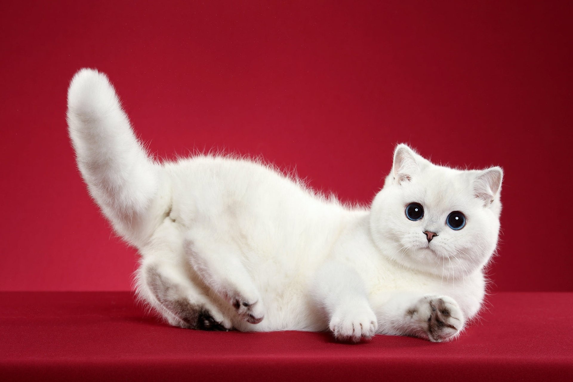 Ivory Paws: HD White Cat on Scarlet Backdrop | 2000x1333 | Wallpaper Abyss