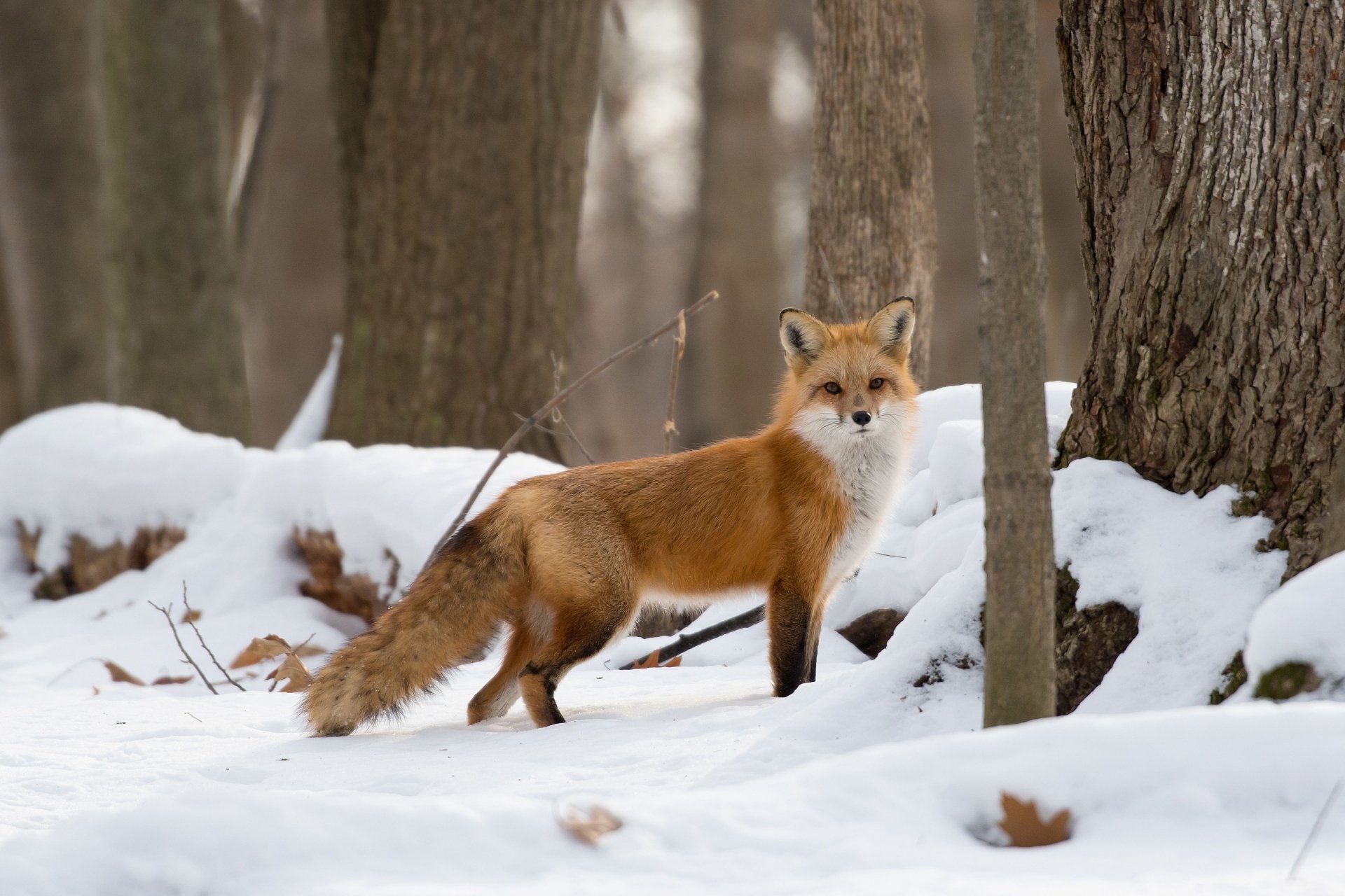 Download Snow Winter Animal Fox Winter Animals 4k Ultra HD Wallpaper ...